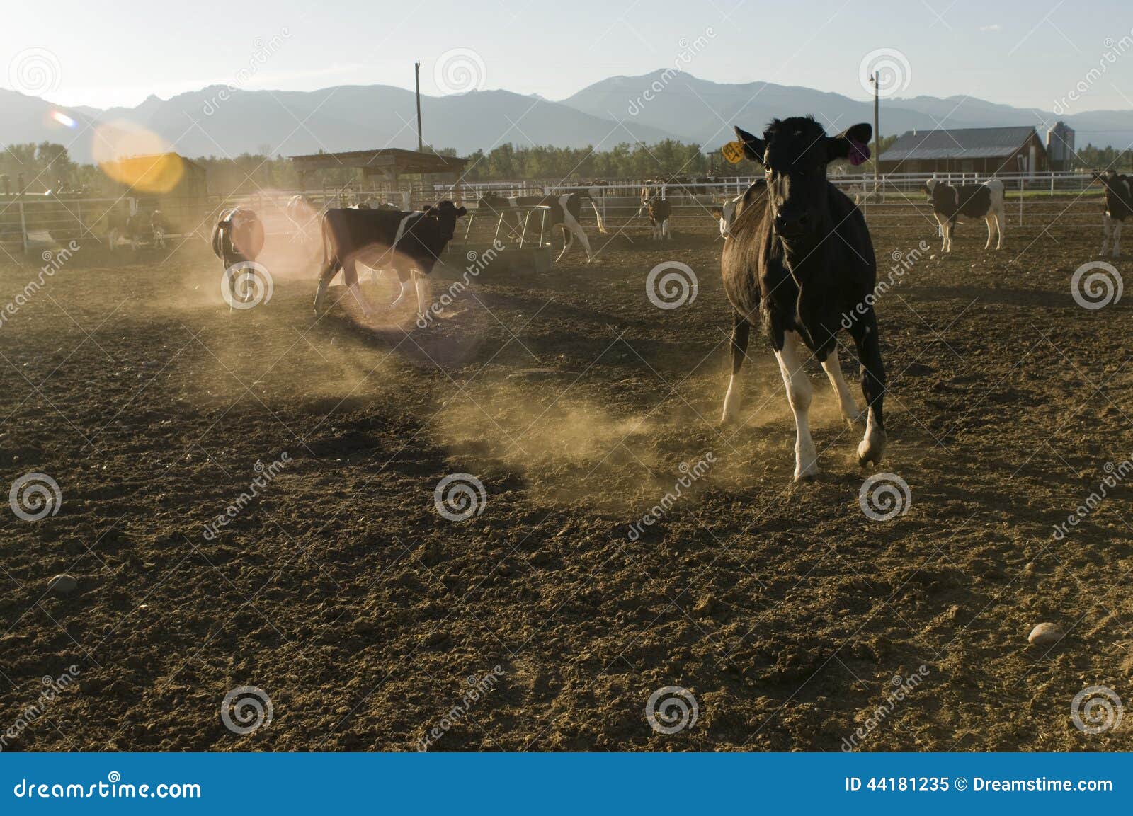 Cows at Dusk stock image. Image of lens, flare, dairy - 44181235