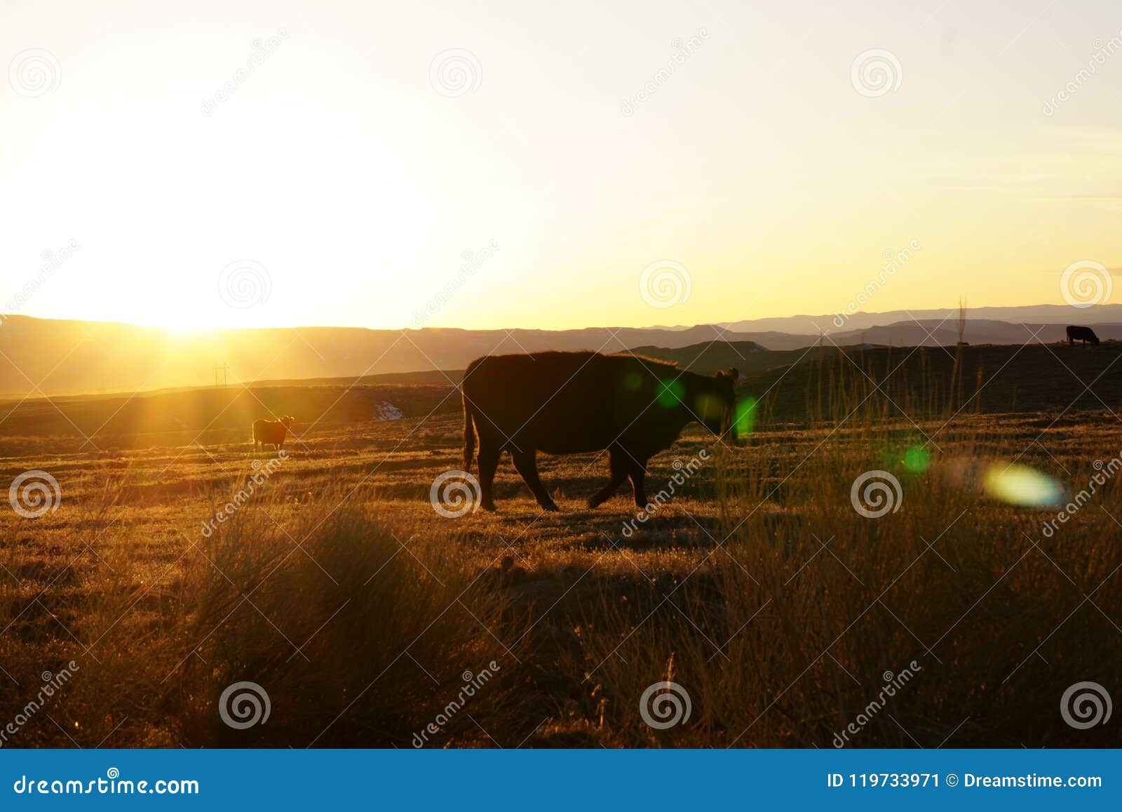 Cows at dusk stock image. Image of dusk, setting, farming - 119733971
