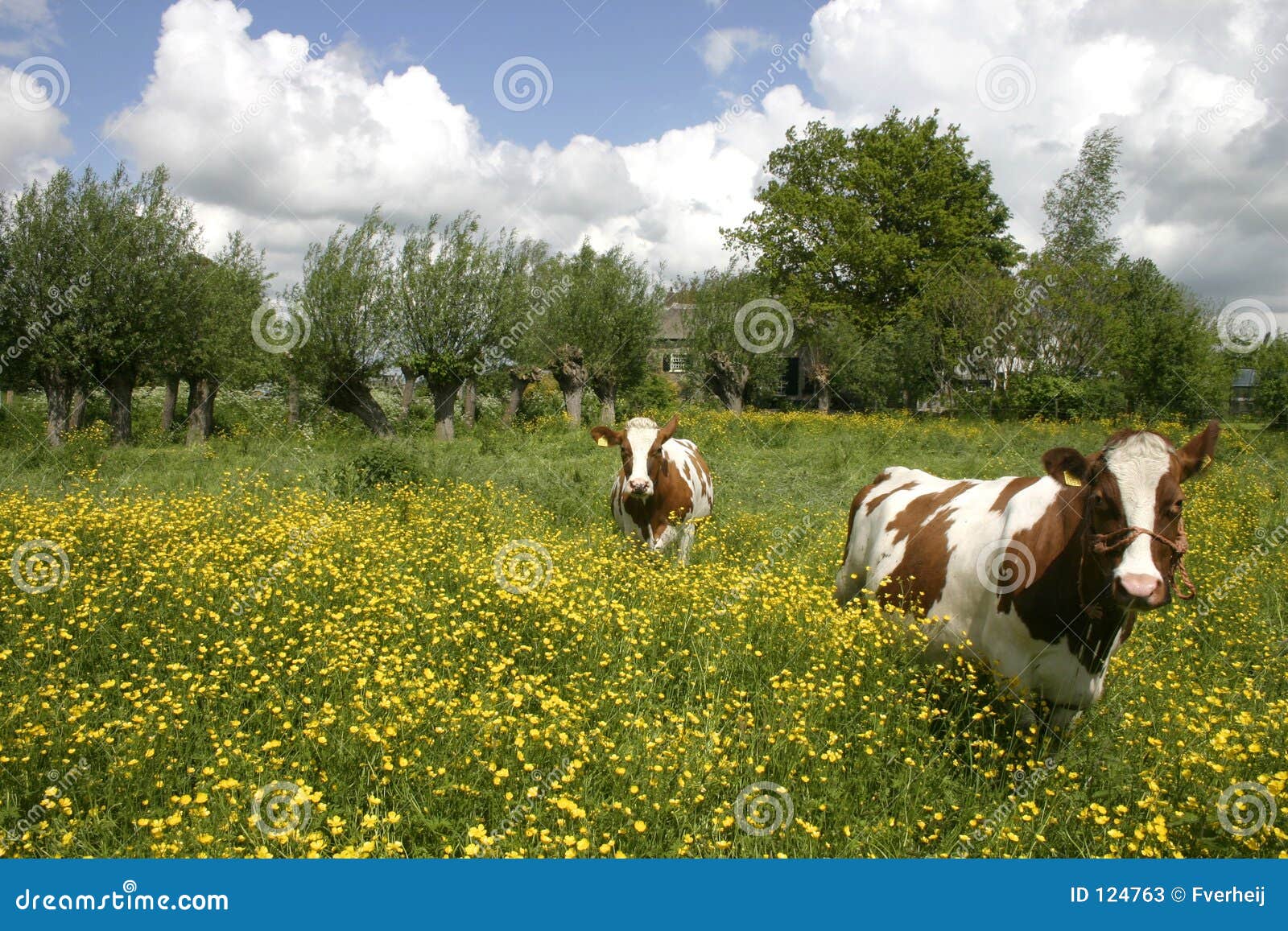 Cows in dutch landscape 6 stock image. Image of dutch, noordeloos - 124763