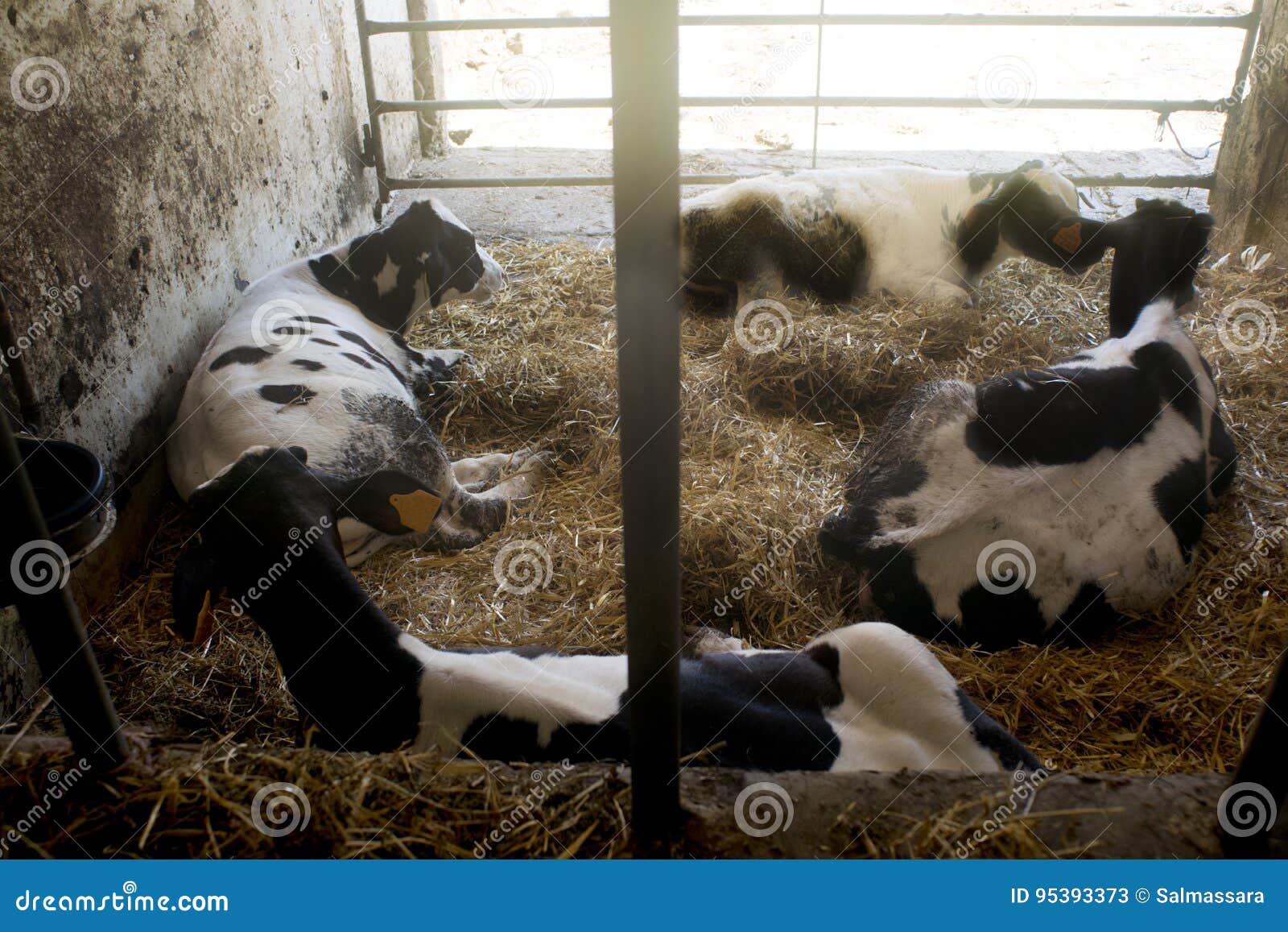 Cows Earning Hay in a Cowshed Stock Image - Image of farm, beef: 95393373