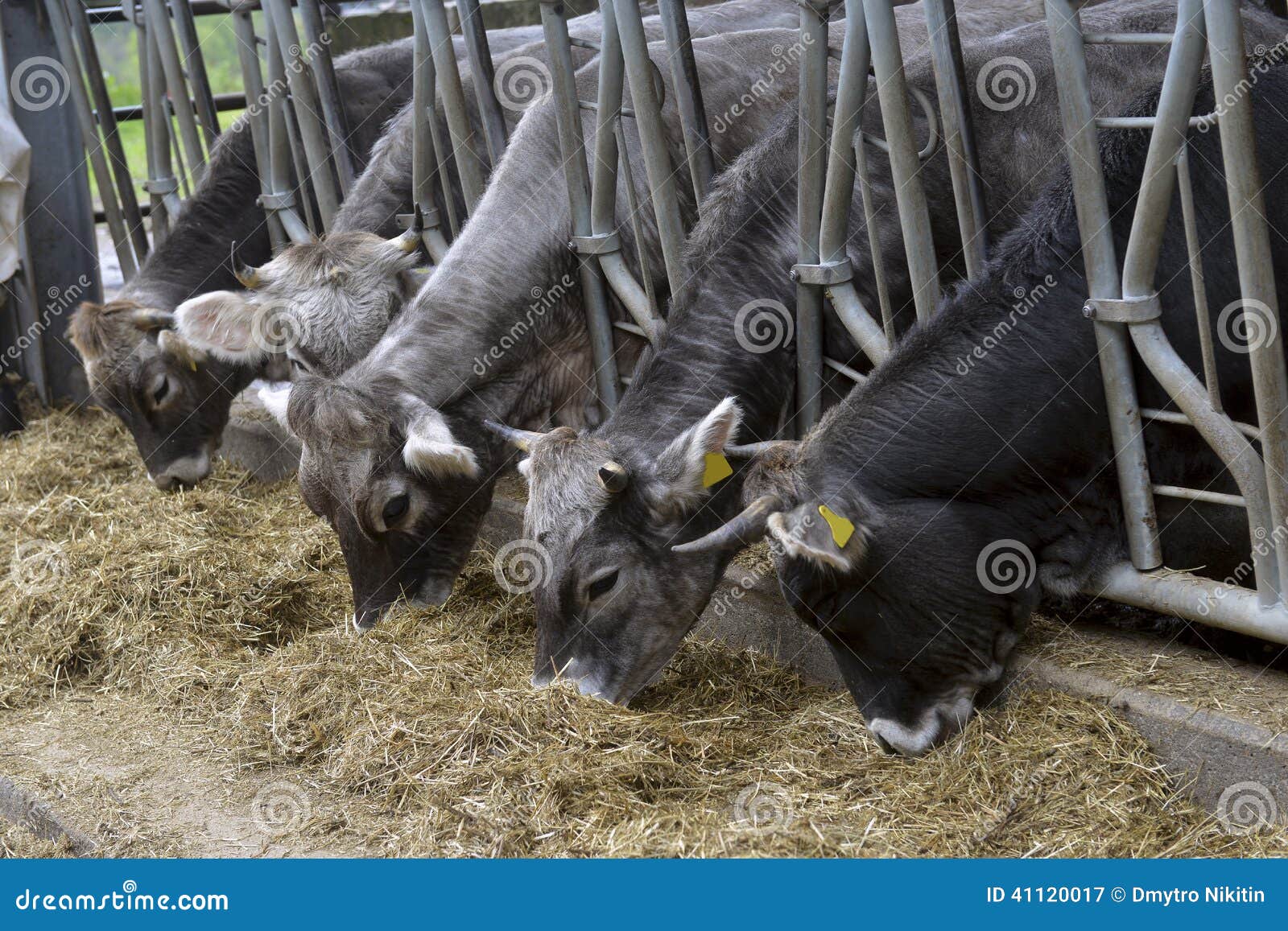 Cows eat feed stock image. Image of herd, mouth, mammal - 41120017