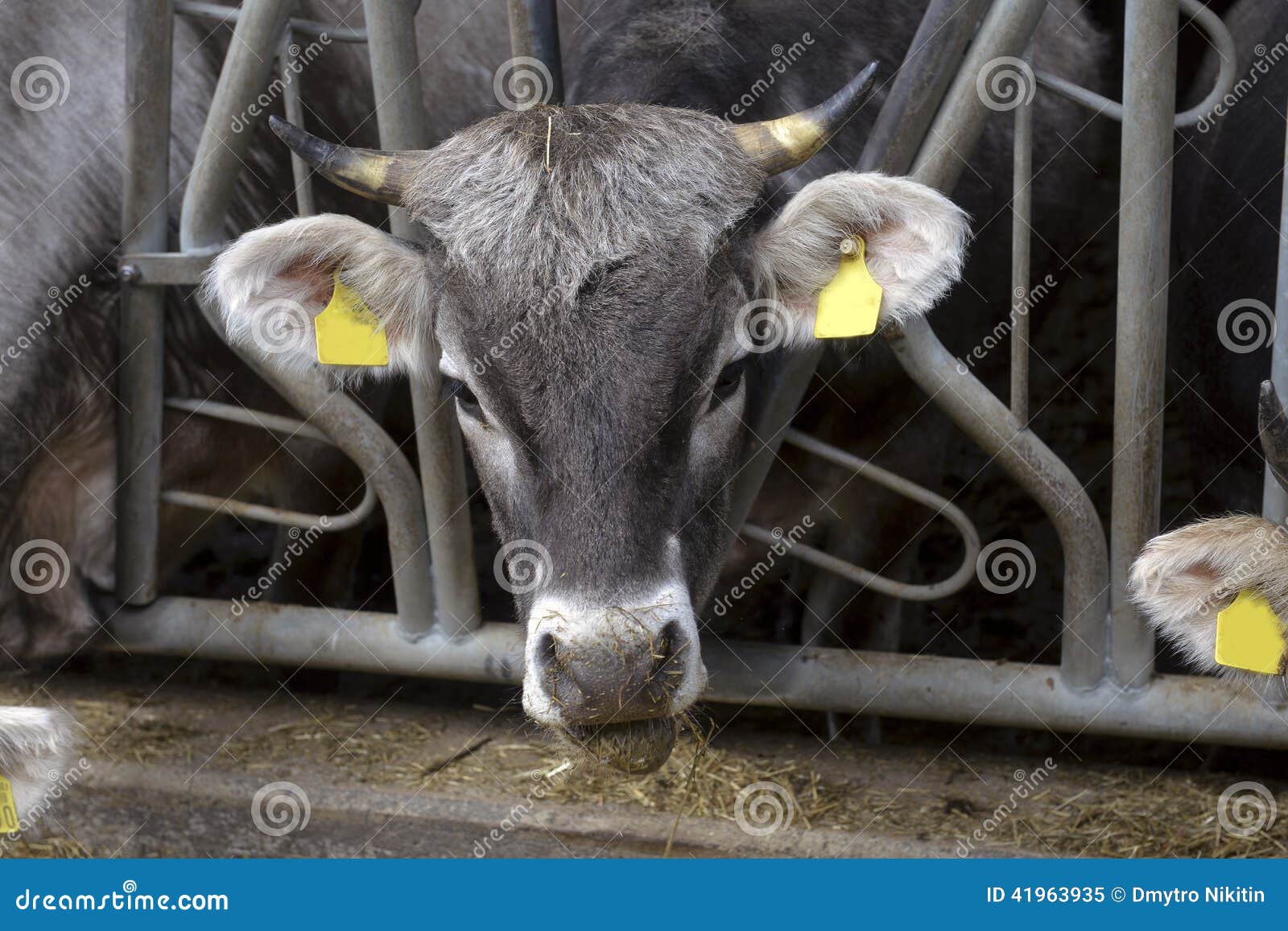 Cows eat feed stock image. Image of bovine, breed, milk - 41963935