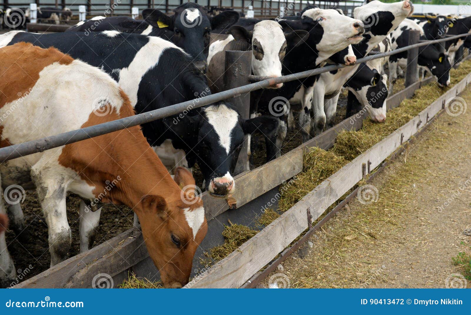 Cows eat feed stock photo. Image of ears, agriculture - 90413472