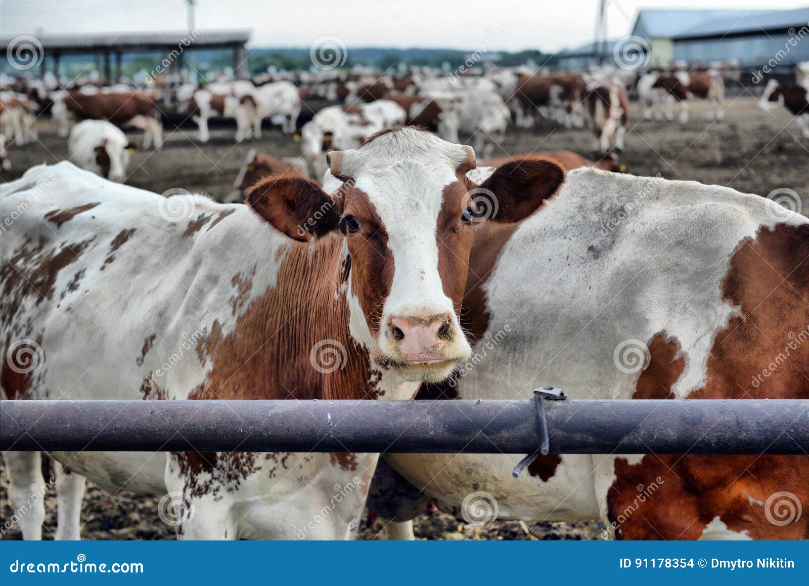 Cows eat feed stock photo. Image of livestock, industry - 91178354