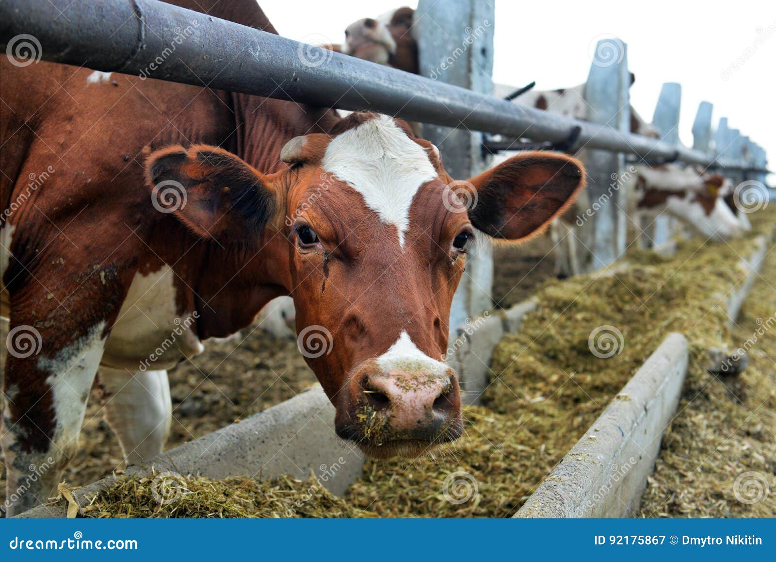 Cows eat feed stock image. Image of ears, farm, cattle - 92175867