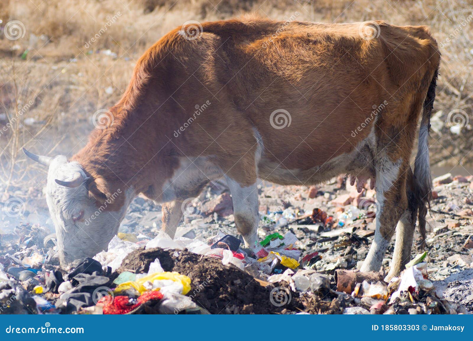 Cows Eating Foods on a Garbage Dump Stock Image - Image of ecology ...