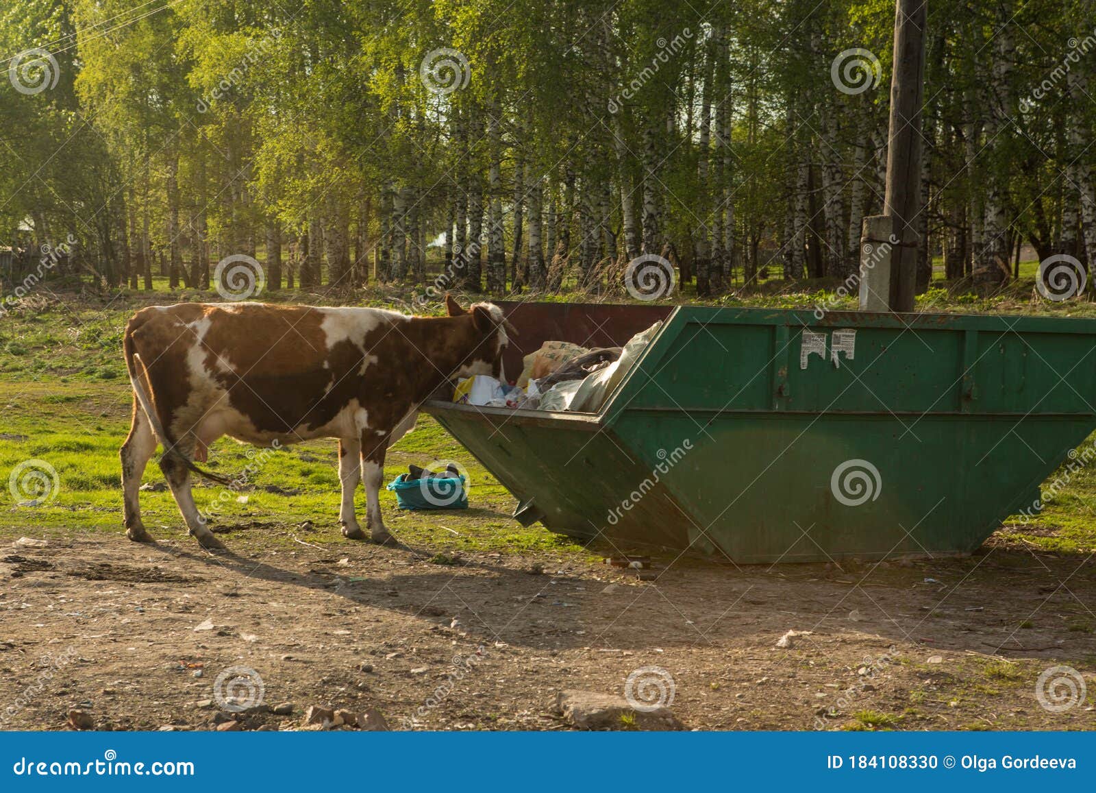 Discarded Cows Head After Being Stripped Of All Edible Eating Me ...