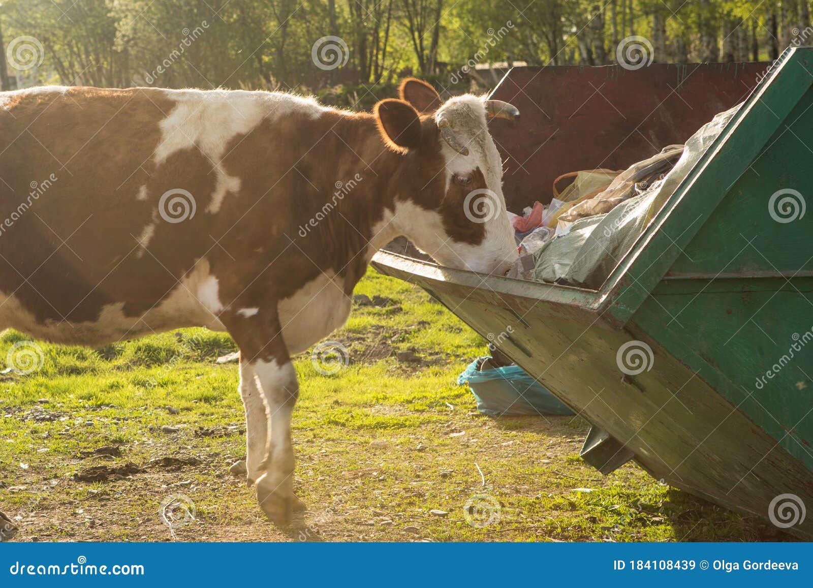 Discarded Cows Head After Being Stripped Of All Edible Eating Me ...