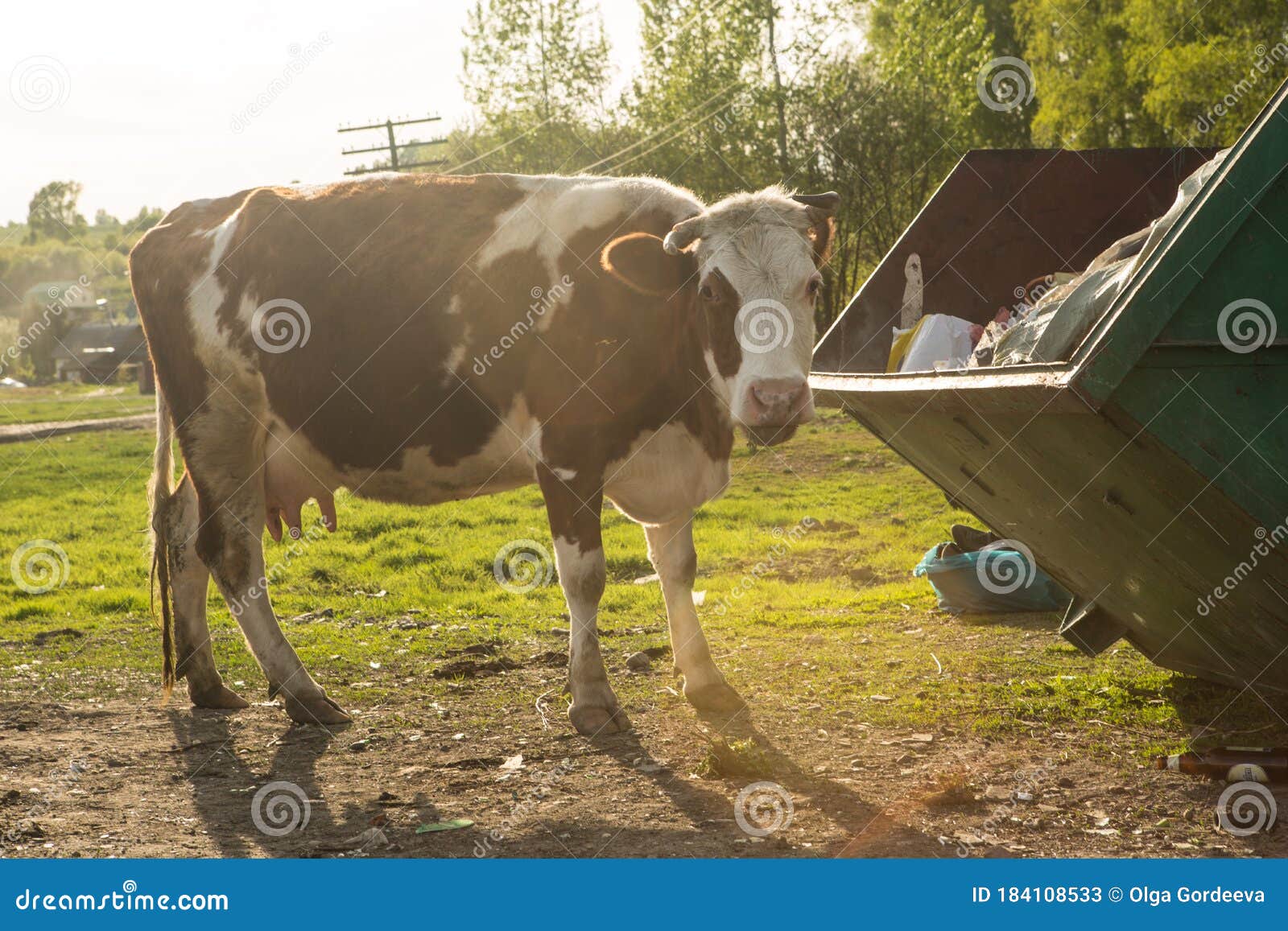Discarded Cows Head After Being Stripped Of All Edible Eating Me ...