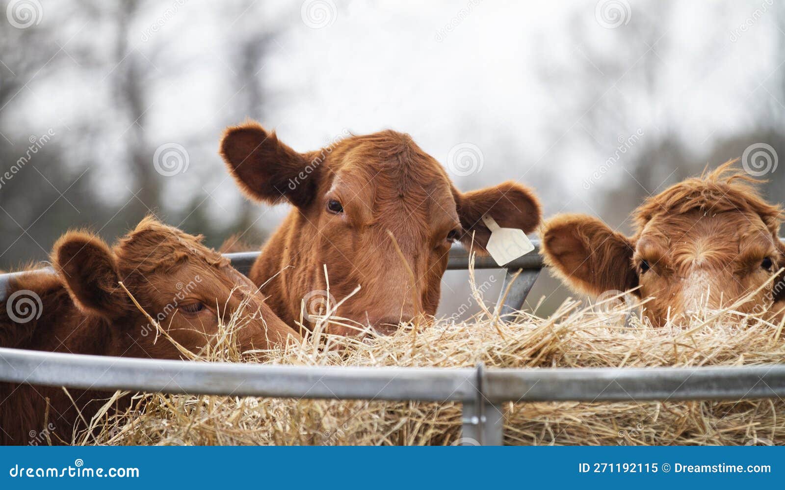 Cows Eat Hay At The Bale Feeder Red Angus Cattle Stock Image Image Of Eating Hungry 271192115
