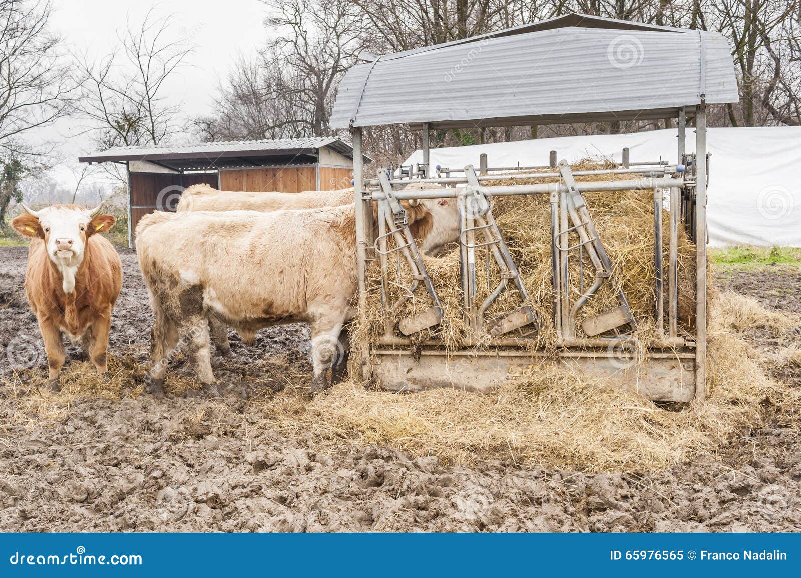 Cows Eat the Hay in the Barn Stock Image - Image of leather, nature ...