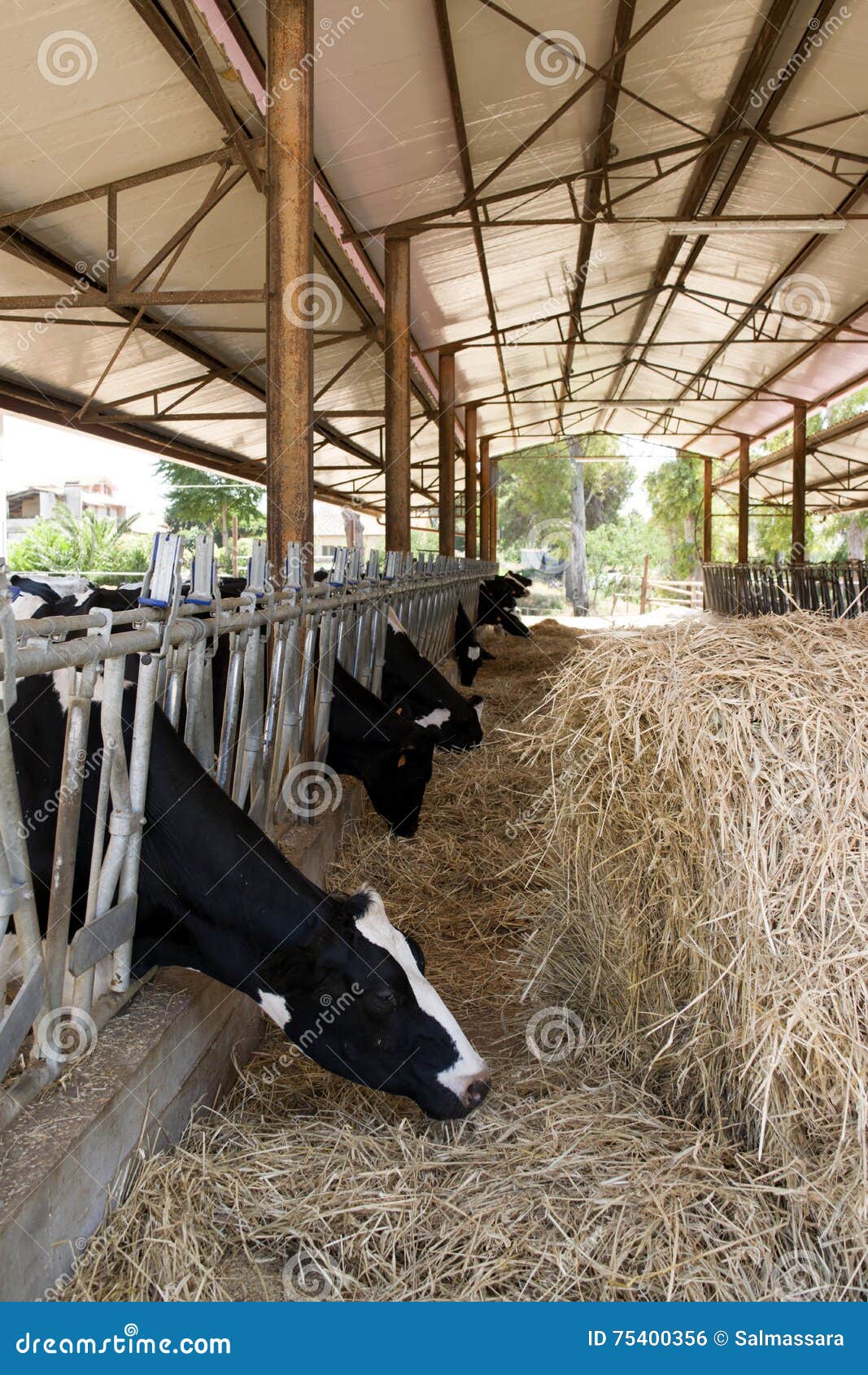 Cows Eat Hay in a Cattle Shed Stock Photo - Image of herd, battery ...