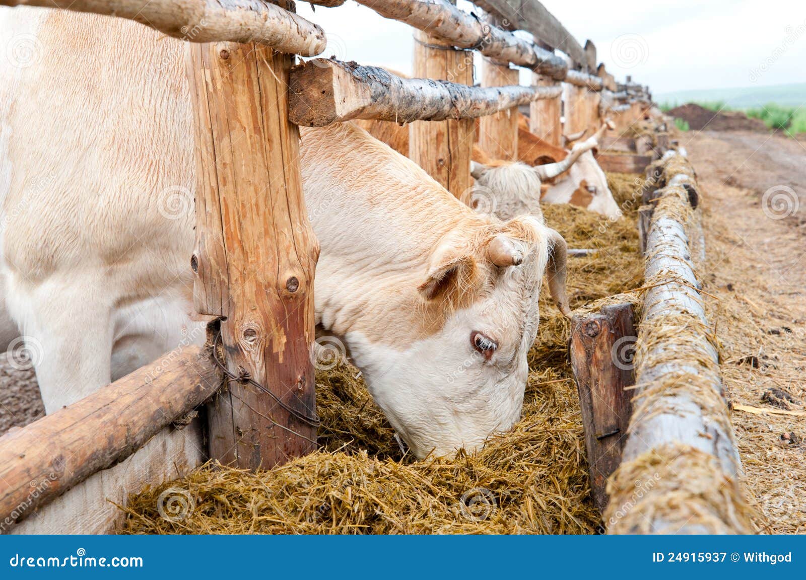 Cows Eat Hay from Feeding Rack Stock Image - Image of head, farmyard ...