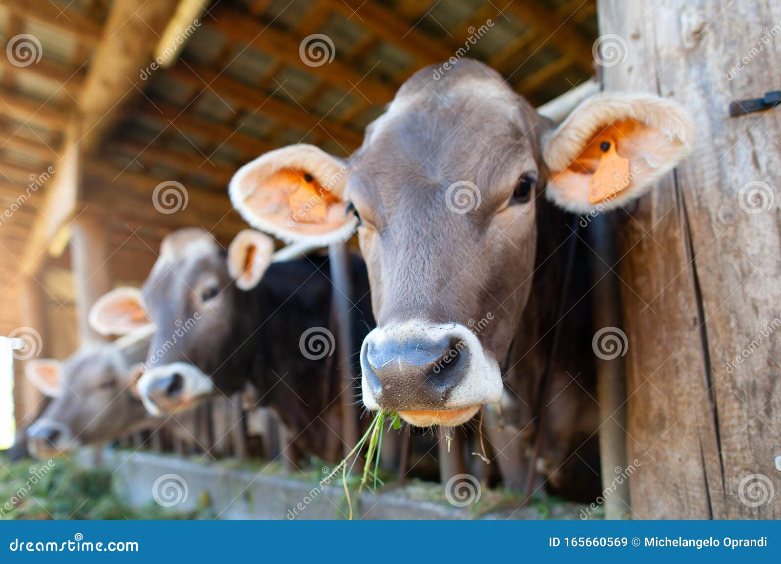 Cows Eat from the Manger in the Stable on the Italian Alps Stock Image ...