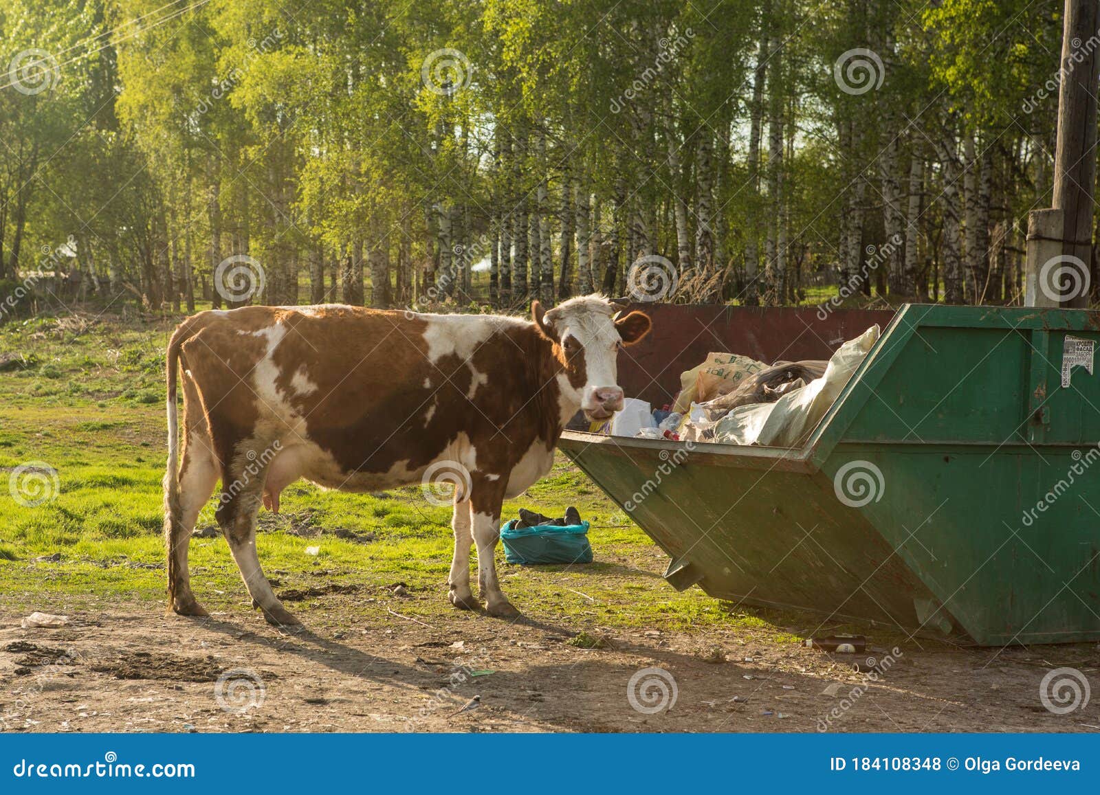 Discarded Cows Head After Being Stripped Of All Edible Eating Me ...