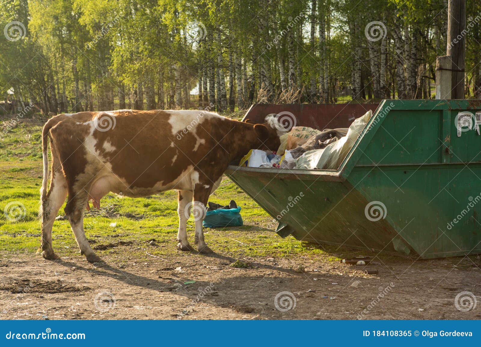 Cows Eat Plastic Garbage in the Trash Can Stock Image - Image of ...