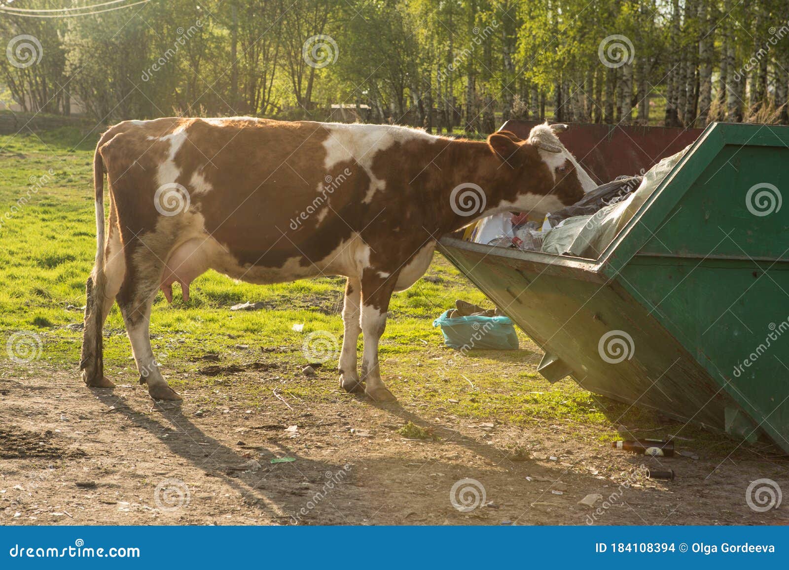 Cows Eat Plastic Garbage in the Trash Can Stock Photo - Image of food ...