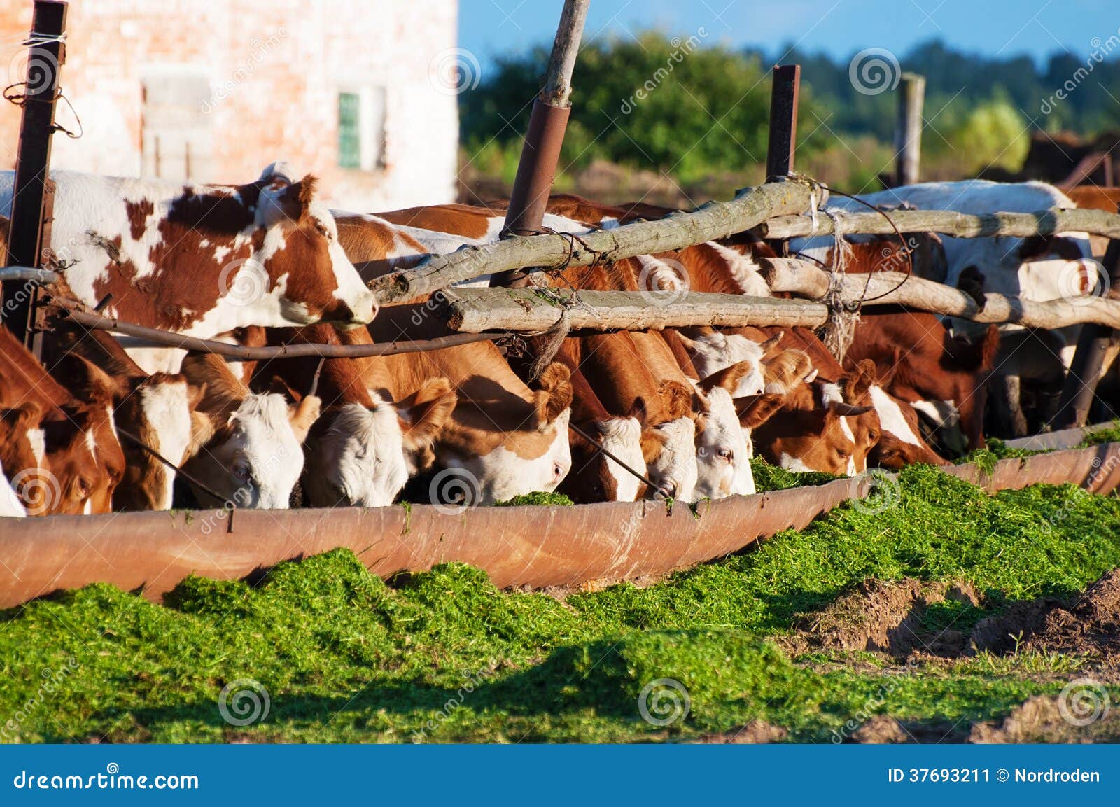 The cows eat silage stock image. Image of farmhouse, grass - 37693211