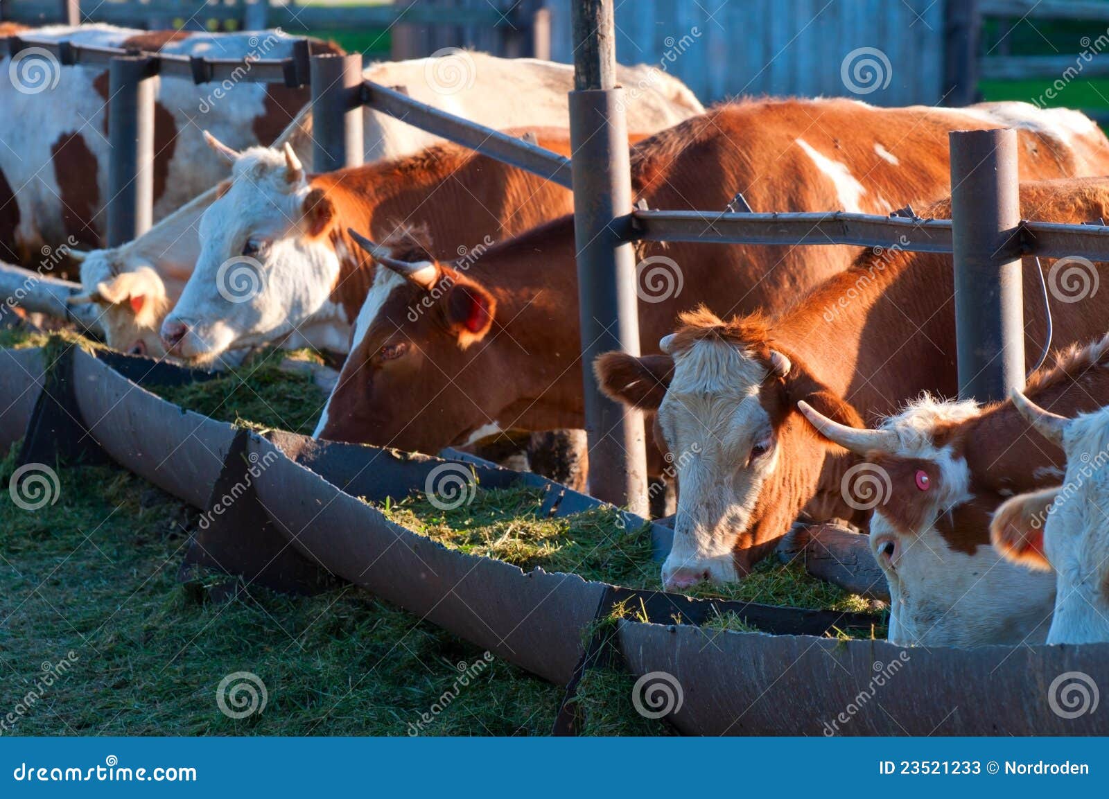 The Cows Eat Silage Feeders Stock Image - Image of silage, evening ...