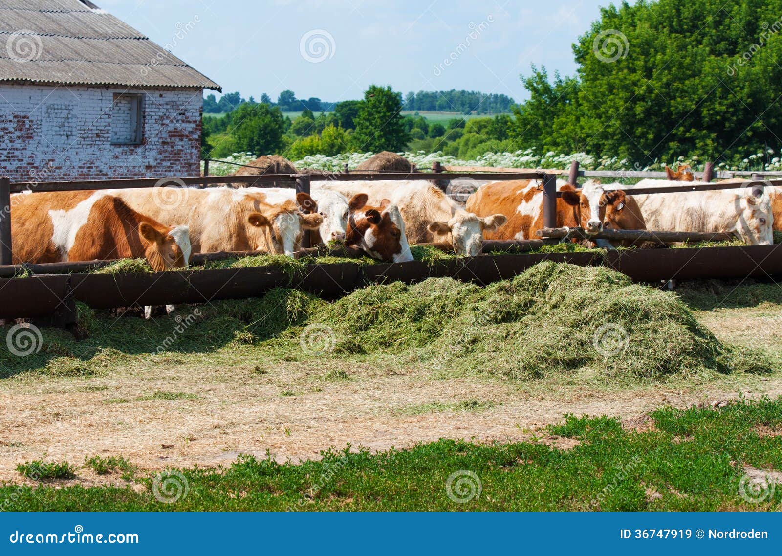 The cows eat silage stock image. Image of cereal, animals - 36747919