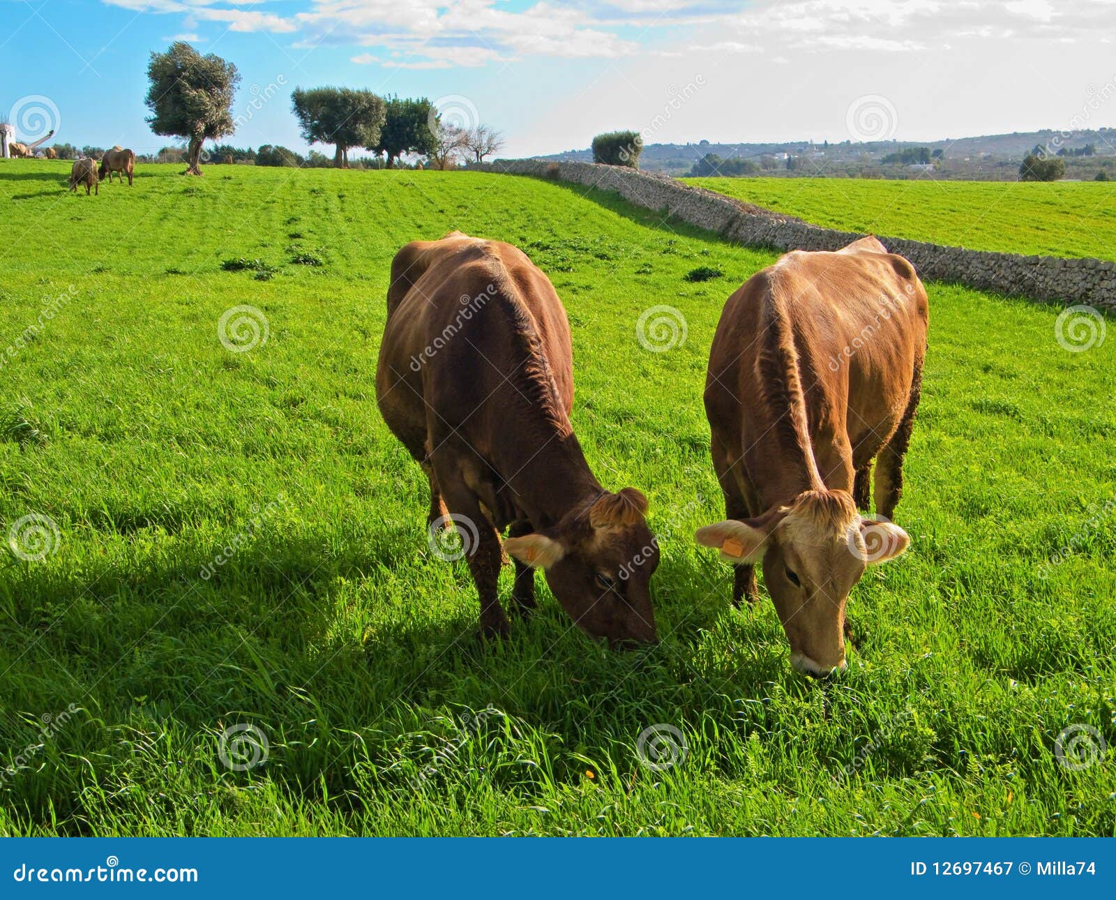 Cows eating. stock image. Image of meal, eating, cows - 12697467