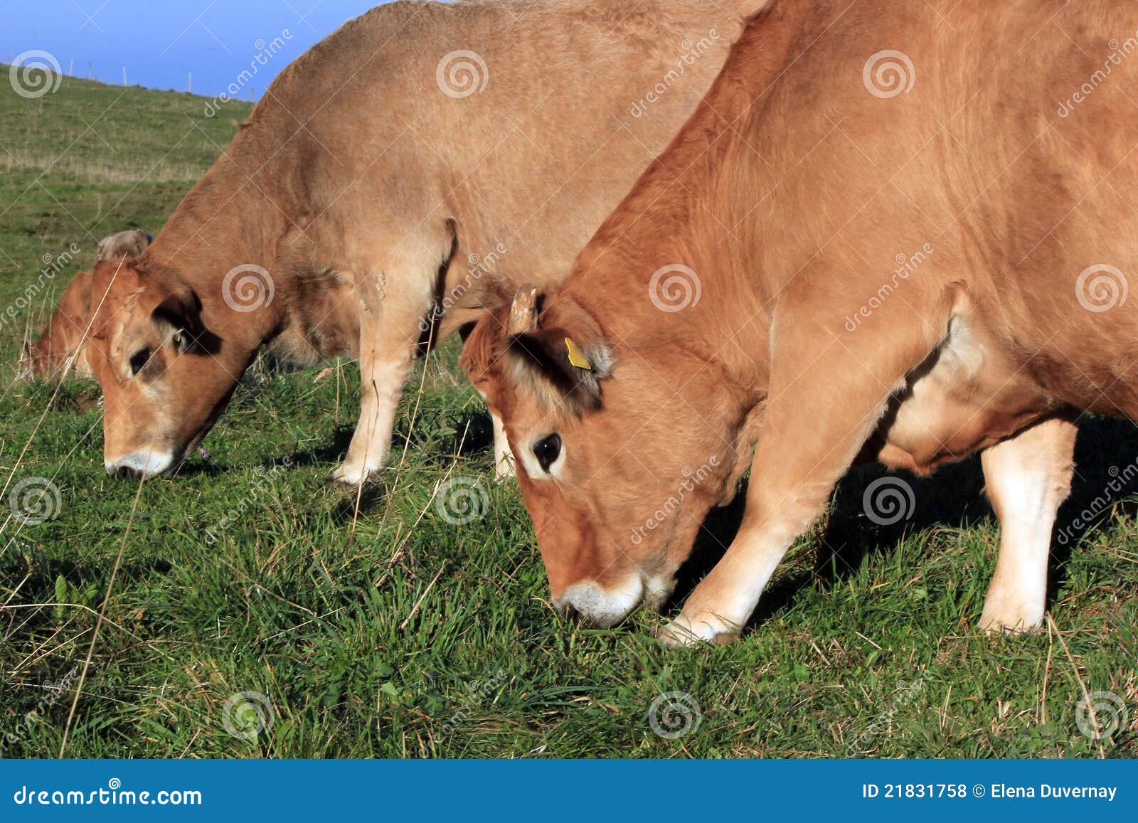 Cows eating stock photo. Image of cows, mammals, country - 21831758