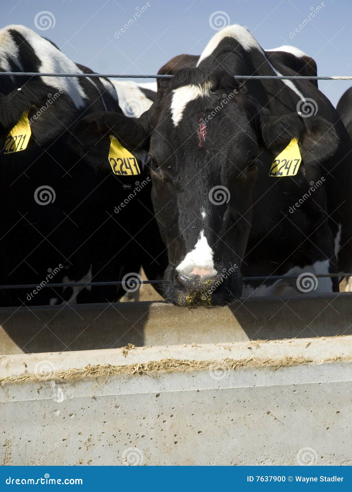 Cows Eating stock photo. Image of agriculture, livestock - 7637900