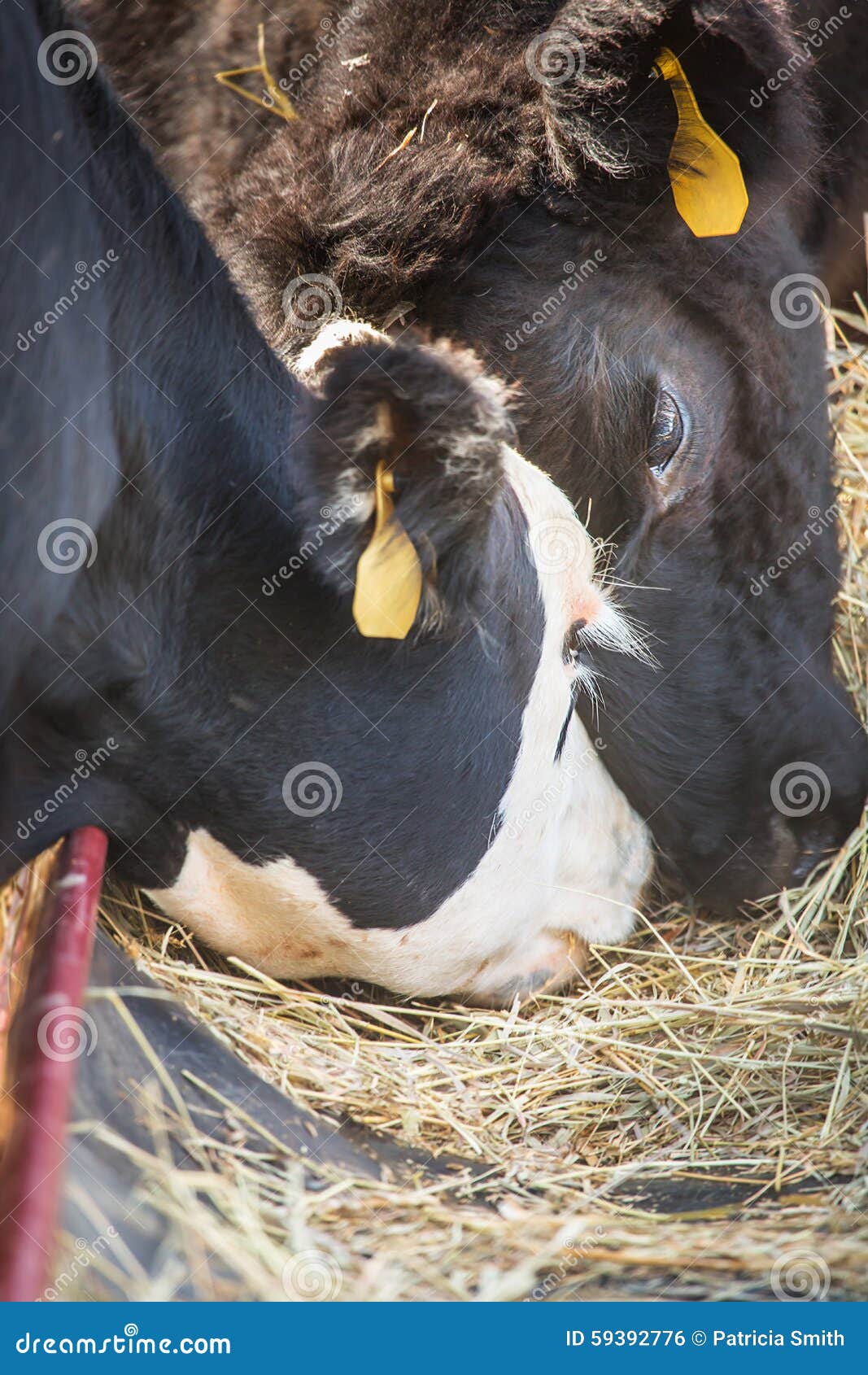 Cows eating stock photo. Image of hungry, feeding, angus - 59392776