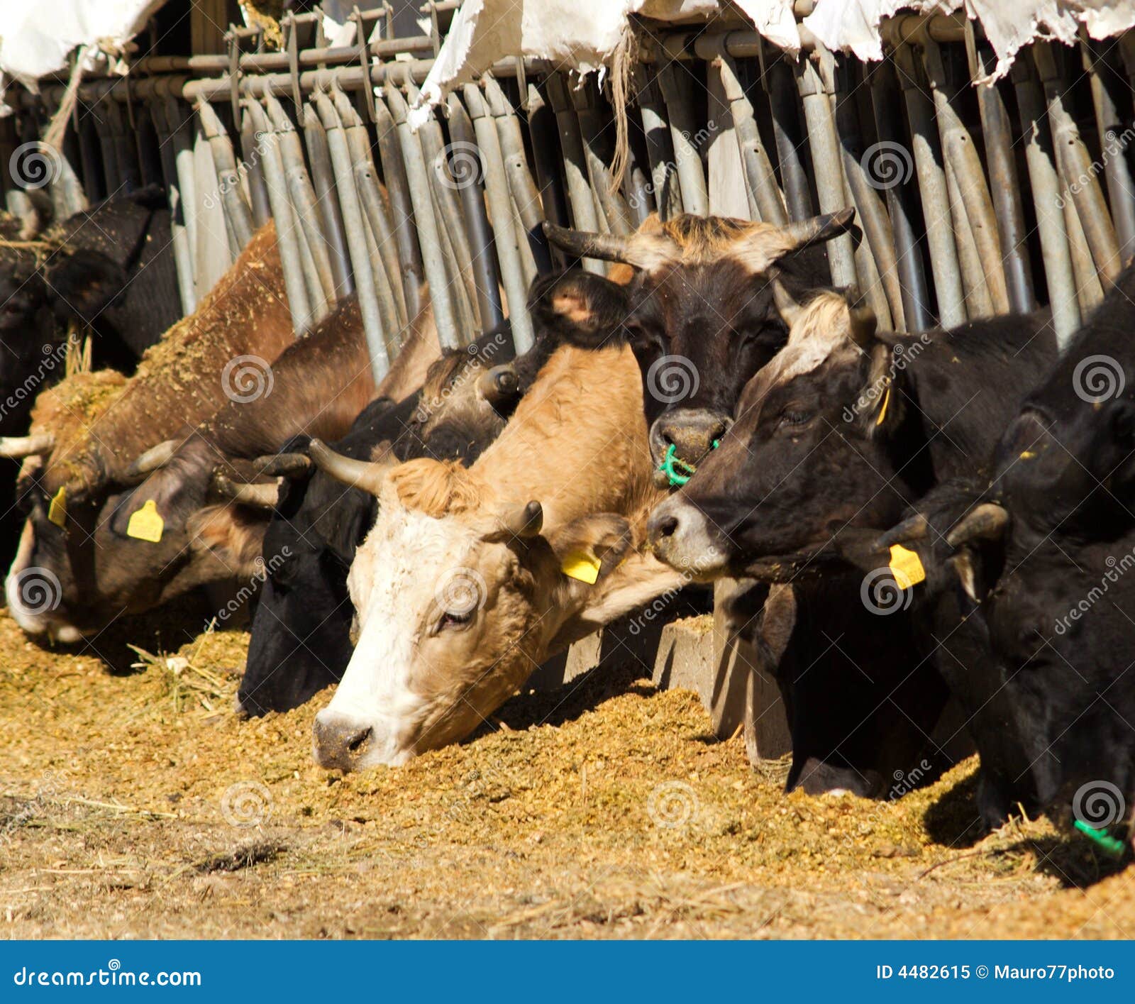 Cows eating in farm stock image. Image of cows, beef, nature - 4482615