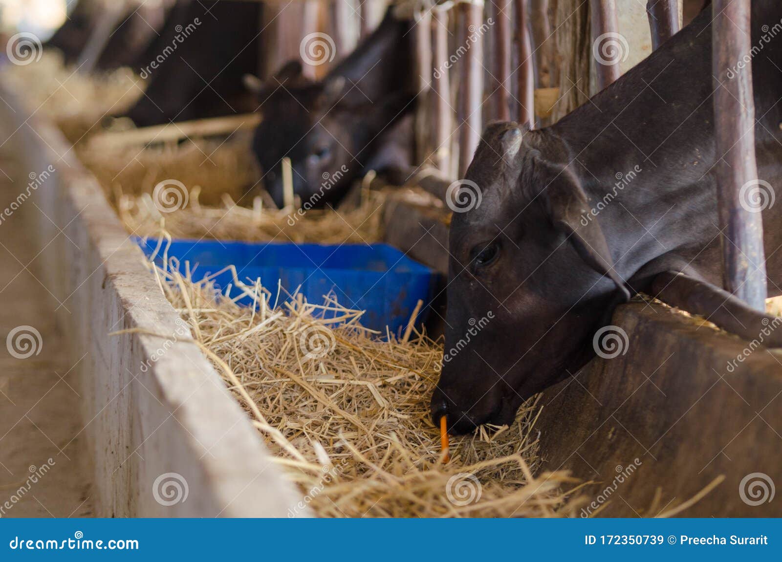 Cows are Eating Food on the Farm, Stock Image - Image of country ...