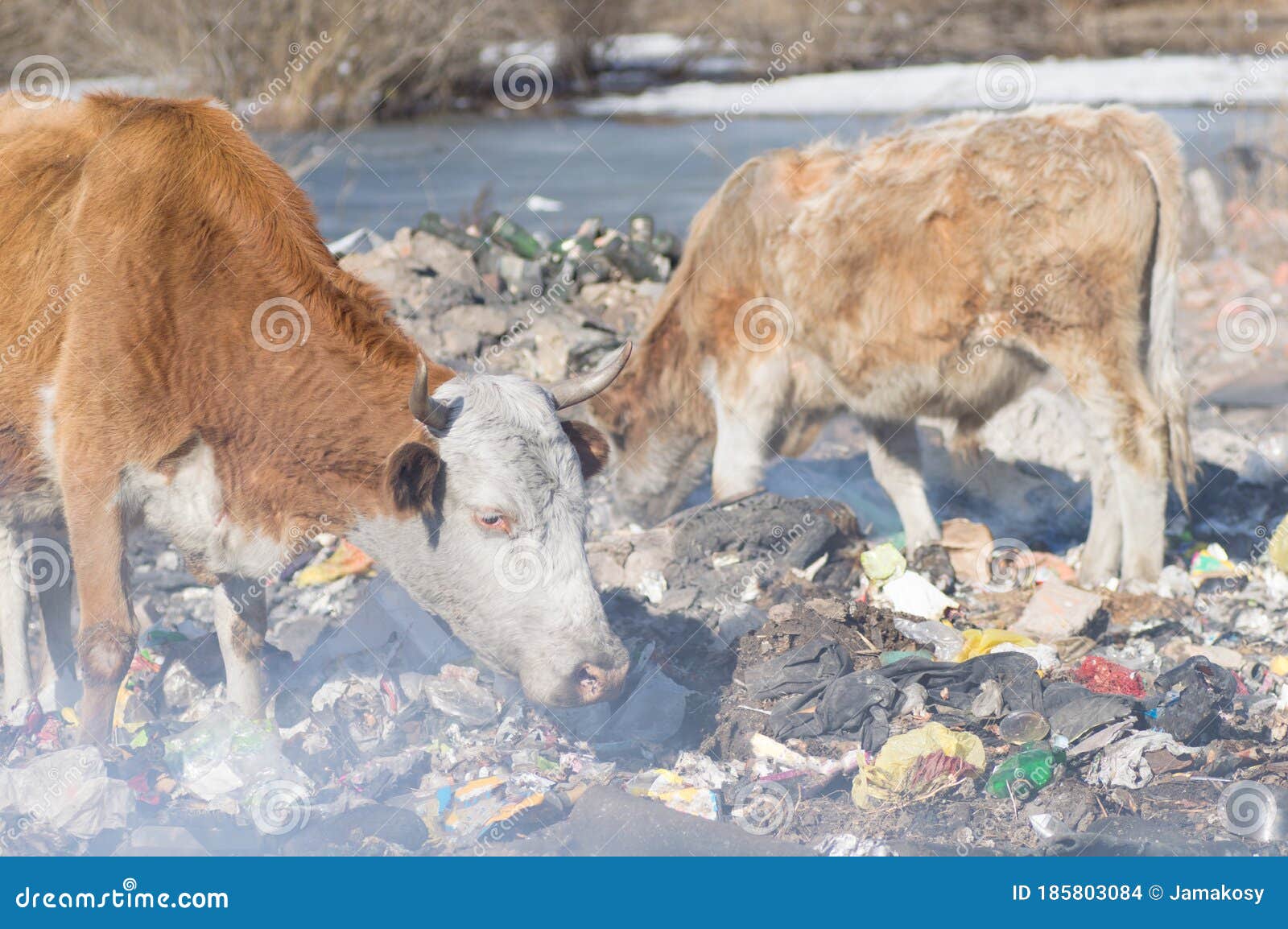 Cows Eating Foods on a Garbage Dump Stock Photo - Image of refuse ...