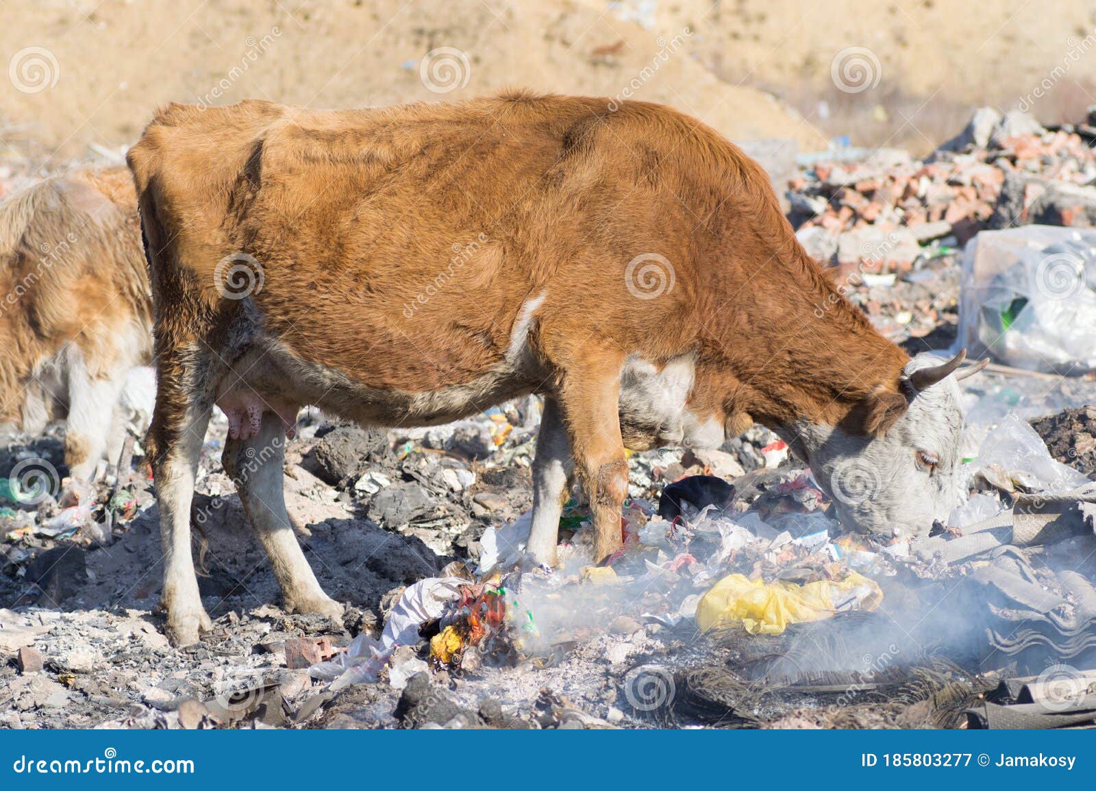 Cows Eating Foods on a Garbage Dump Stock Image - Image of fresh ...