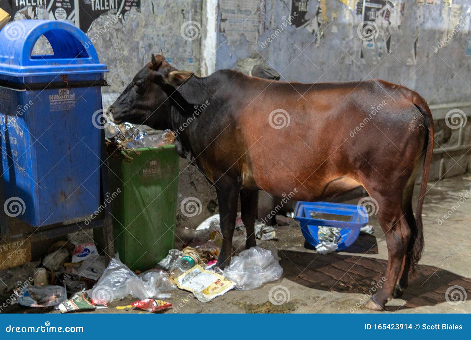 Cows Eating from Garbage in India Editorial Stock Image - Image of herd ...