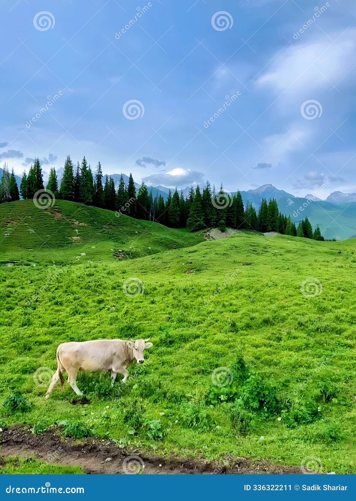 Cows Eating Grass in a Open Field Stock Image - Image of eating, field ...