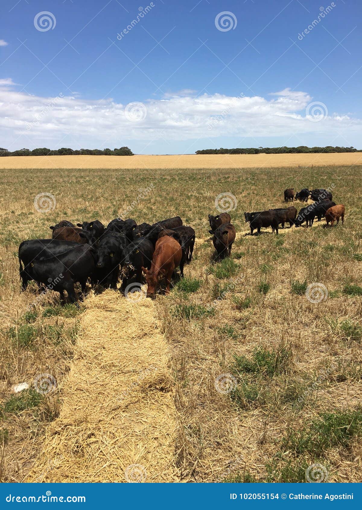 Cows eating hay stock photo. Image of eating, farm, cows - 102055154