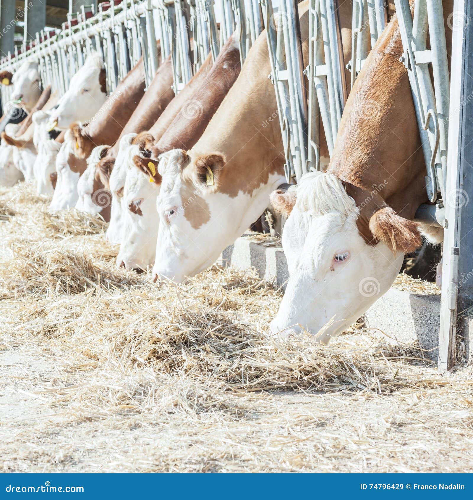Cows eating hay in cowshed stock image. Image of cattle - 74796429