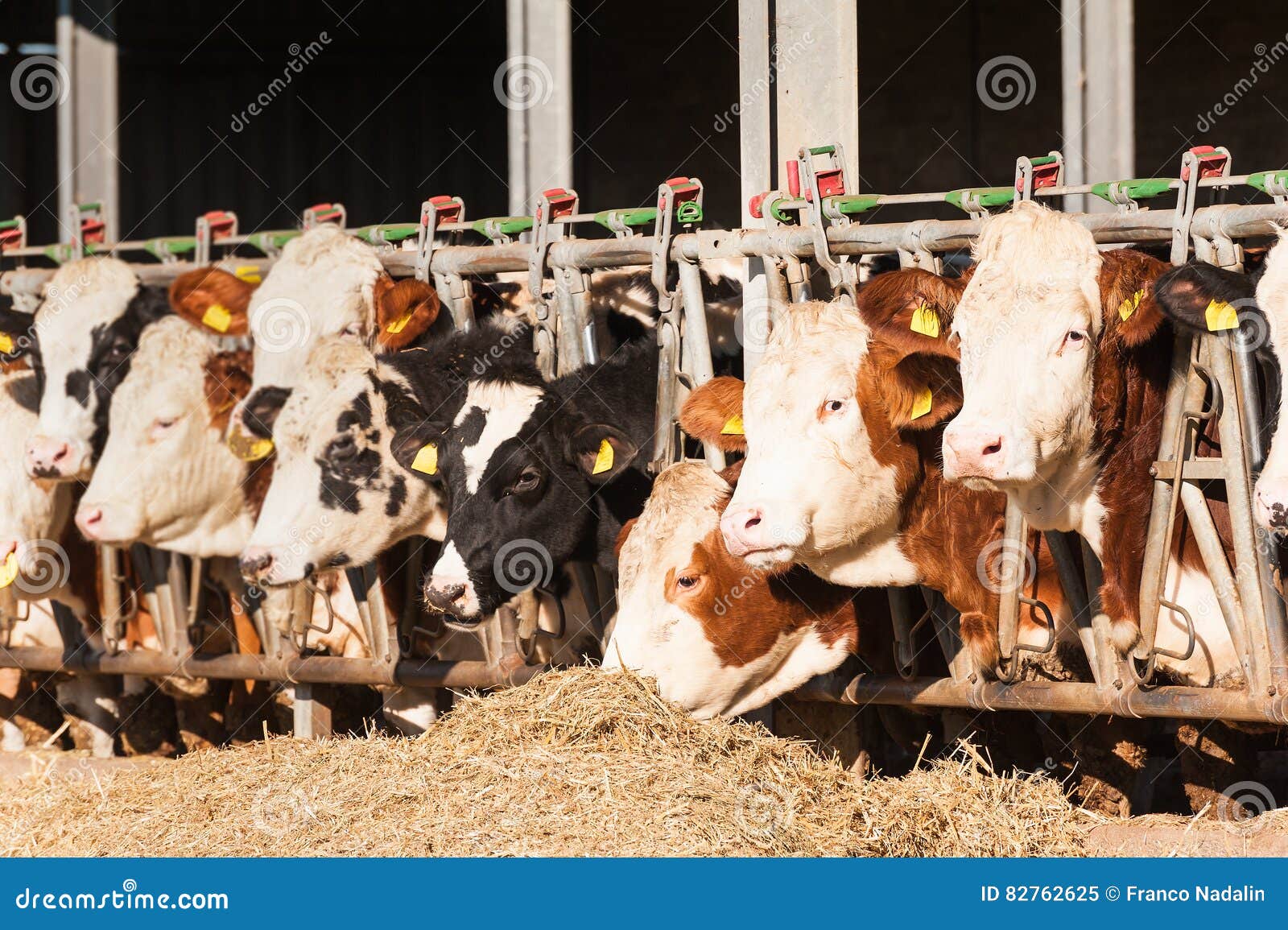Cows eating hay in cowshed stock image. Image of natural - 82762625