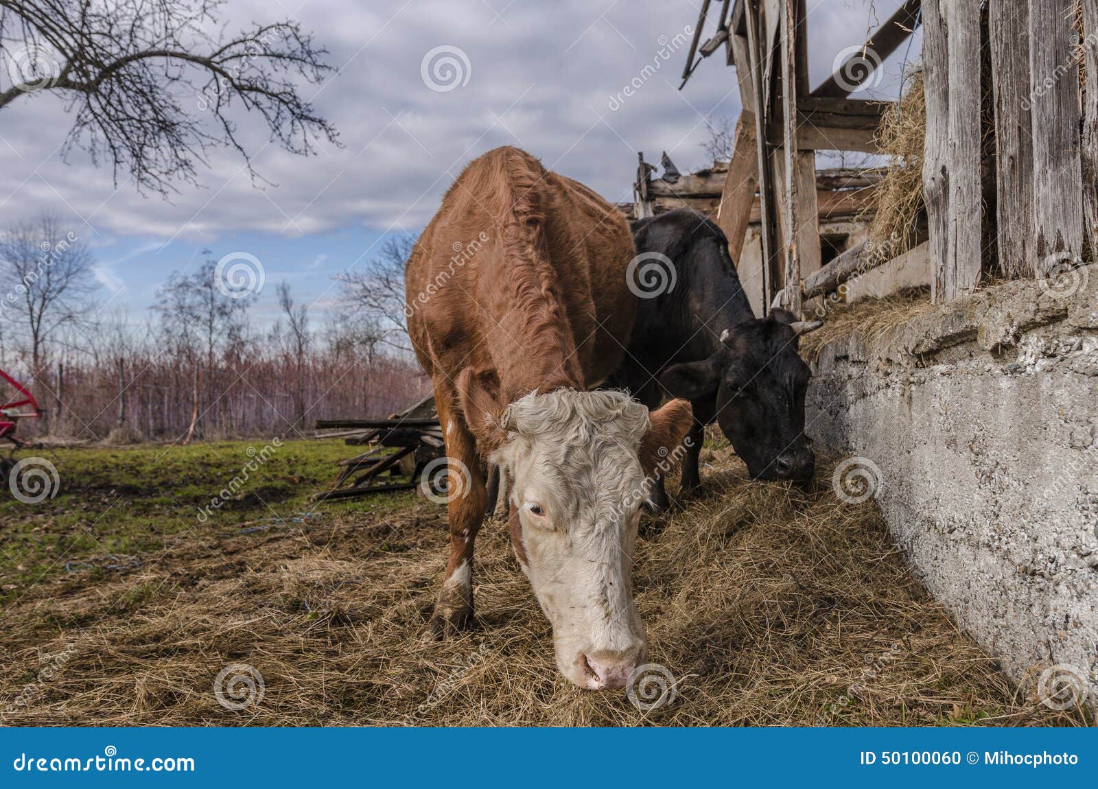 Cows eating hay stock photo. Image of beef, countryside - 50100060