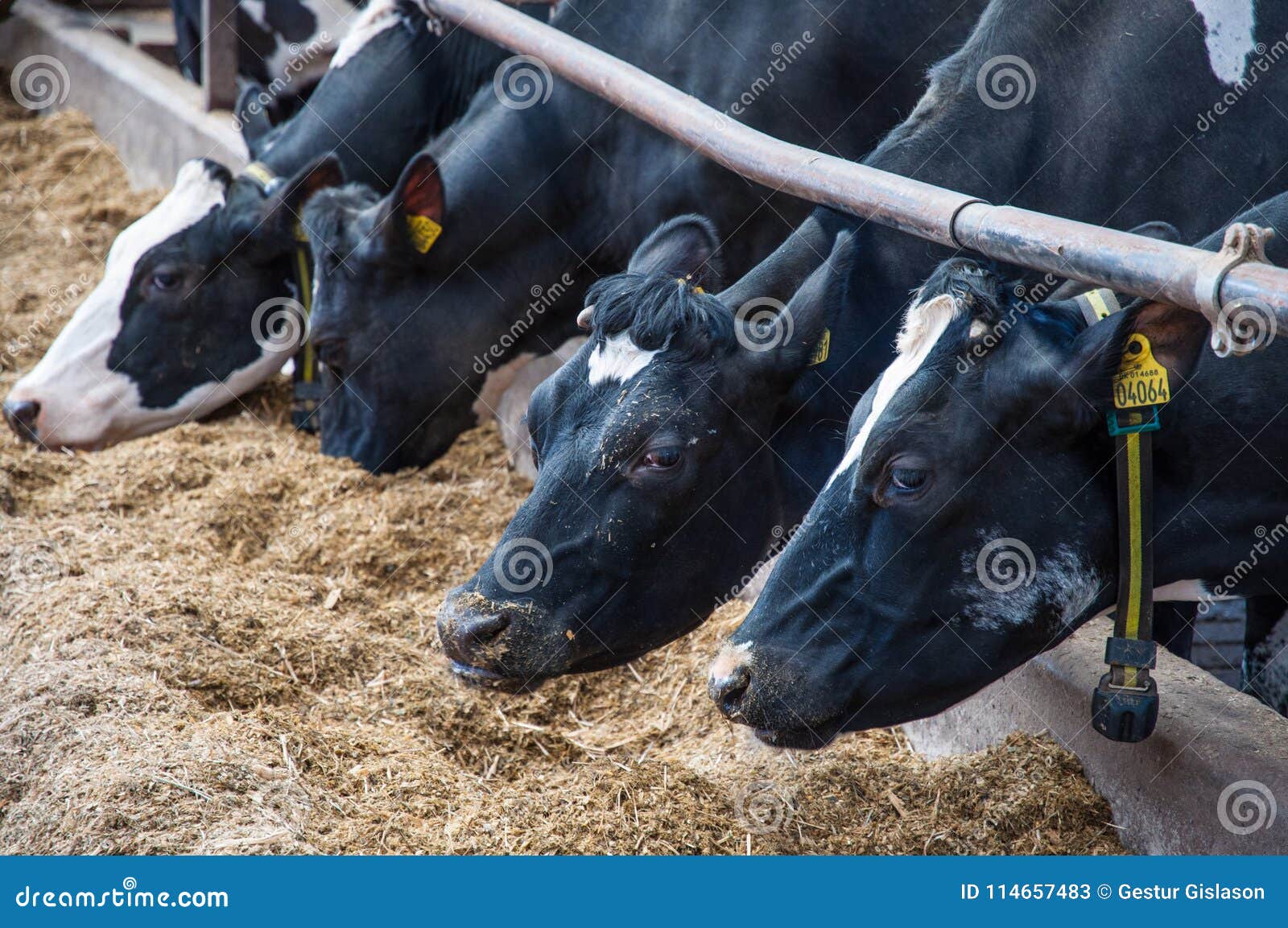 Cows eating hey at a farm editorial stock photo. Image of group - 114657483