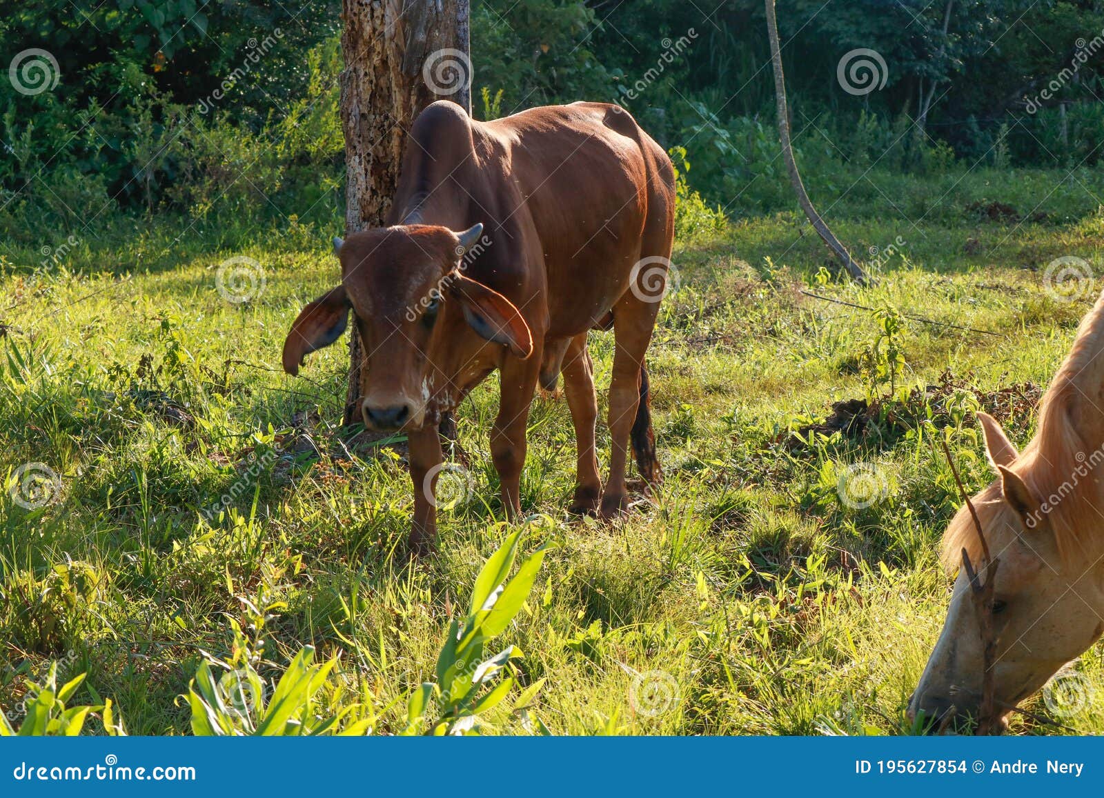 Cows Eating in the High Pasture on the Farm Stock Photo - Image of ...