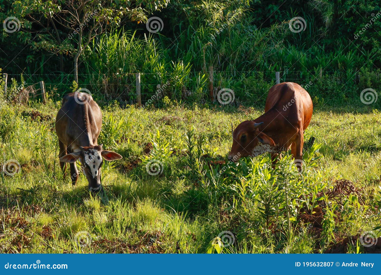 Cows Eating in the High Pasture on the Farm Stock Image - Image of ...