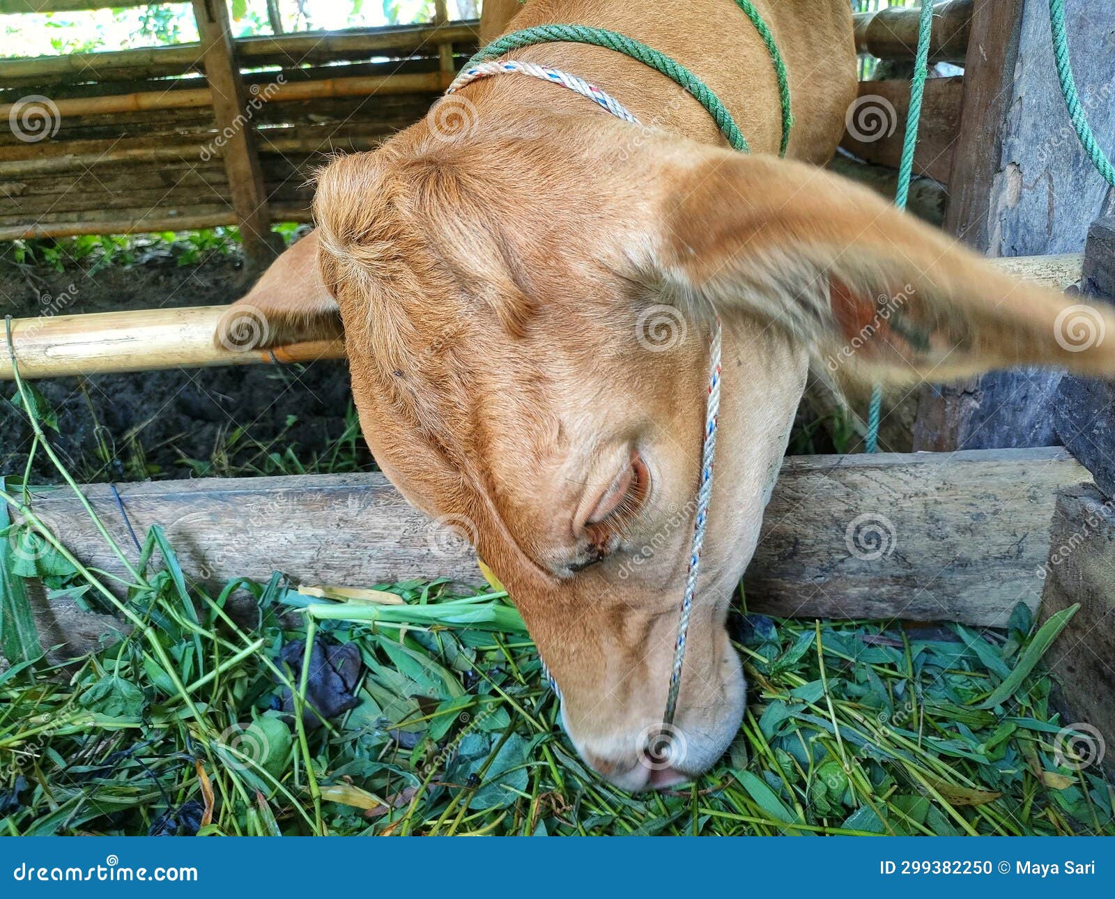 Cows stock photo. Image of farm, brown, nature, pasture - 299382250