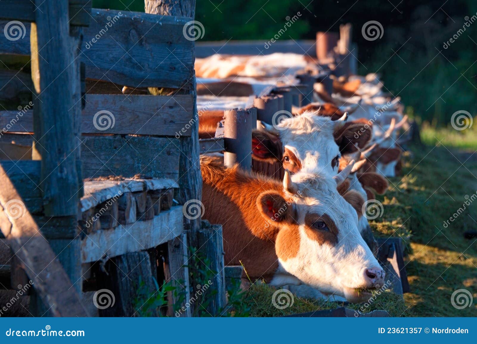 Cows Eating Silage from Their Feeders Stock Image - Image of farmhouse ...