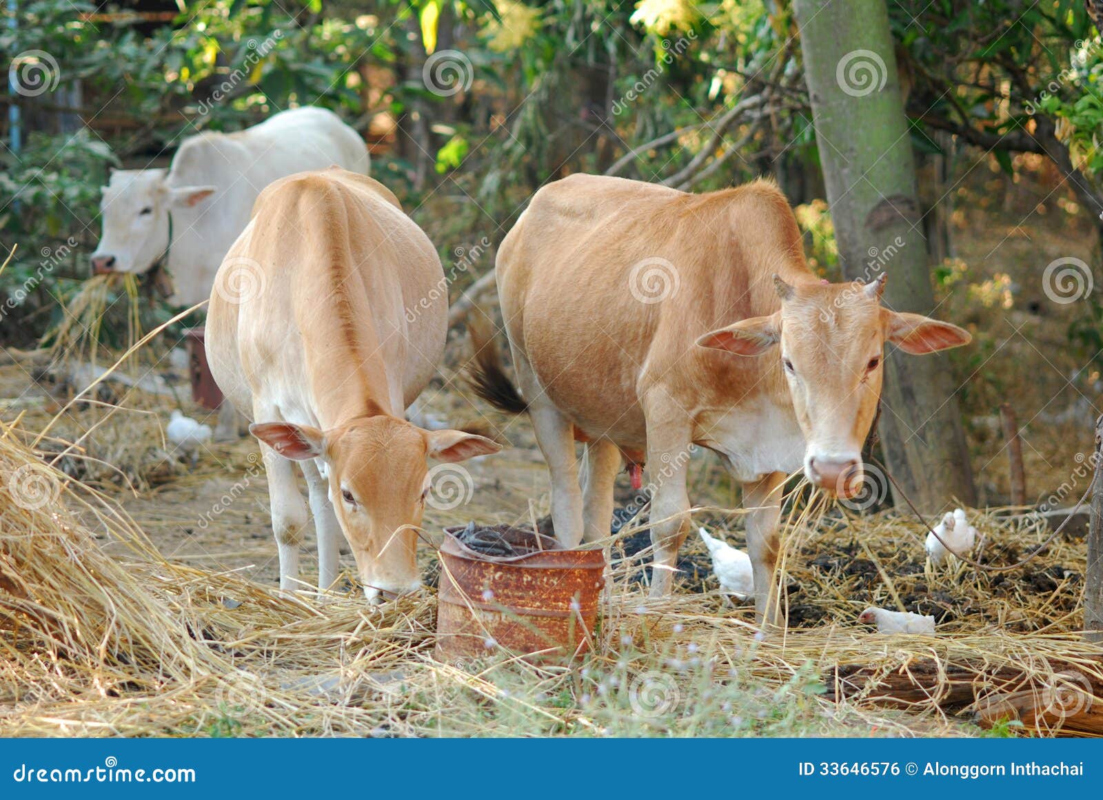 The cows are eating straw stock photo. Image of straw - 33646576