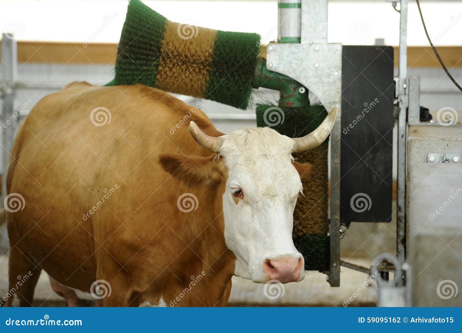 Cows stock photo. Image of cows, europe, beef, ranch - 59095162