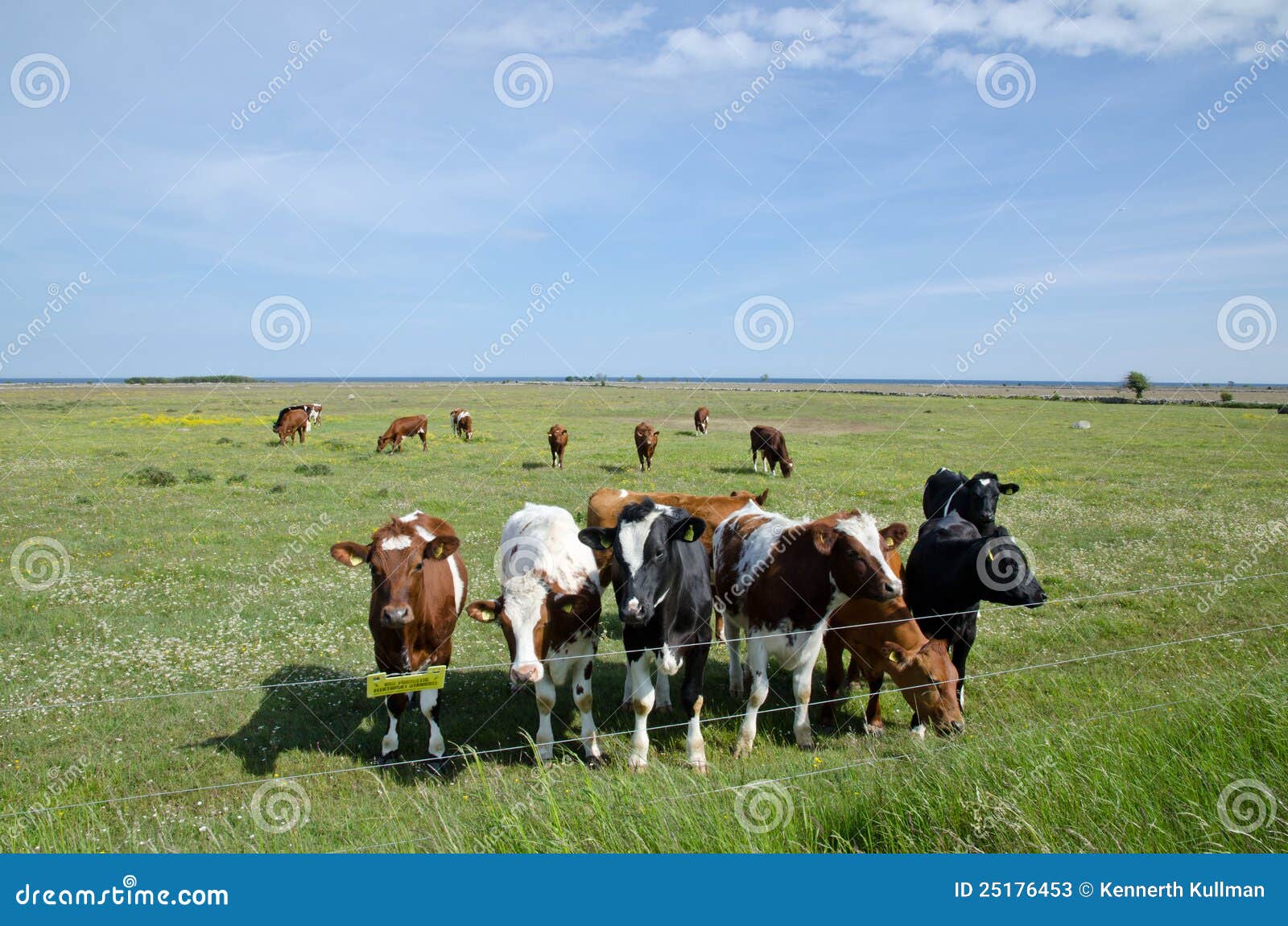 Cows at electric lines stock image. Image of field, herd - 25176453