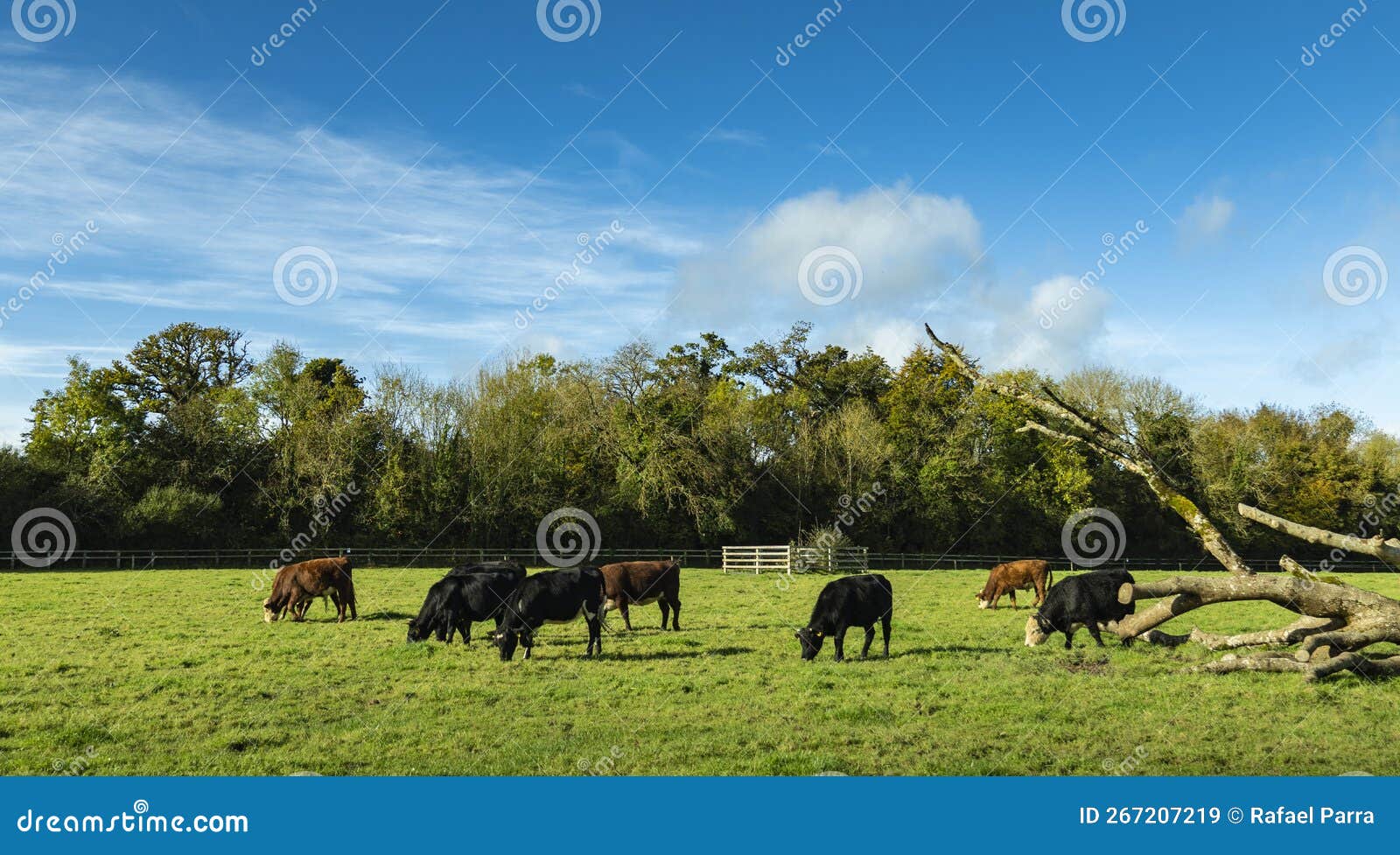 Irish meadows stock image. Image of prairie, enjoying - 267207219
