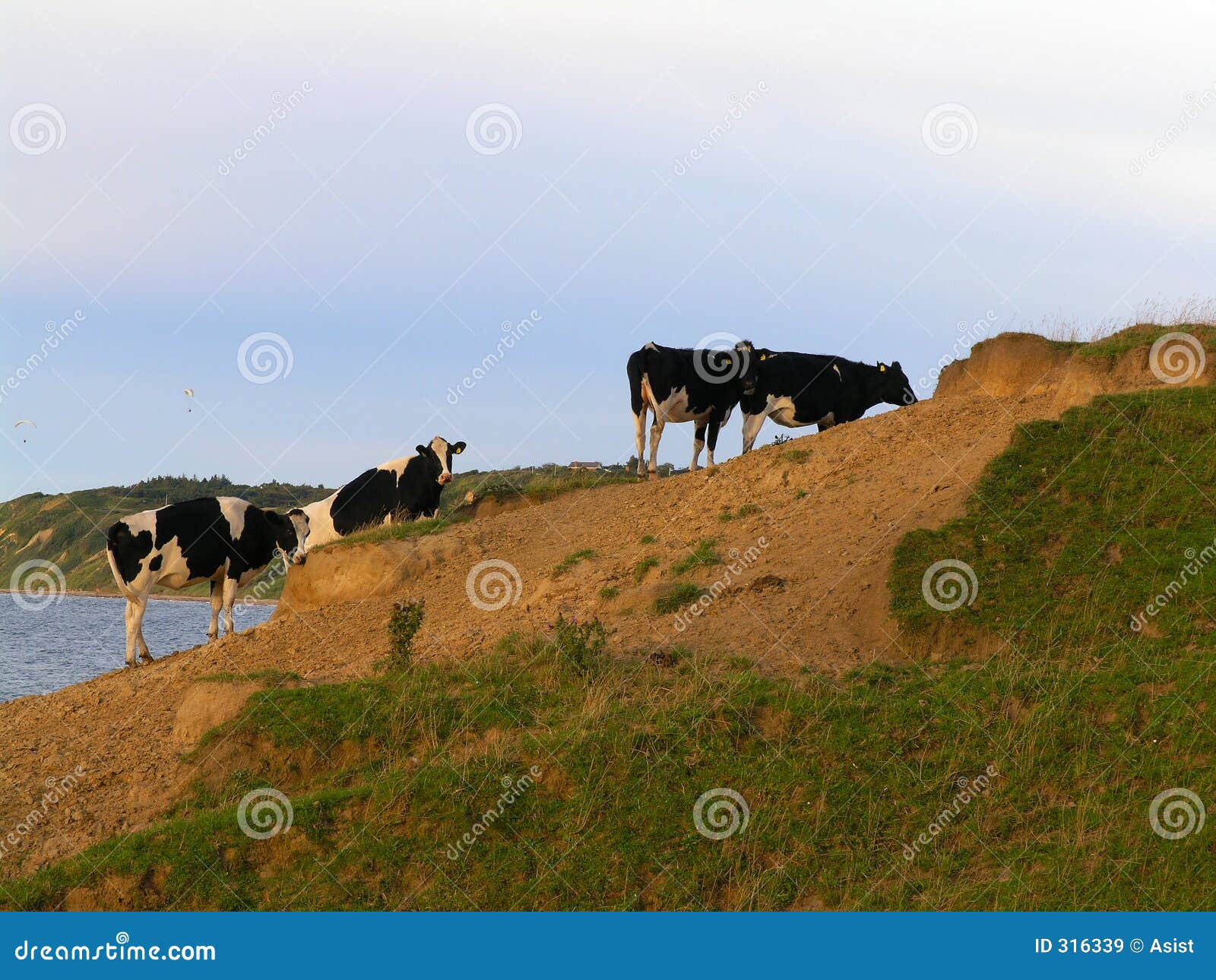 Cows in evening light stock image. Image of danish, black - 316339