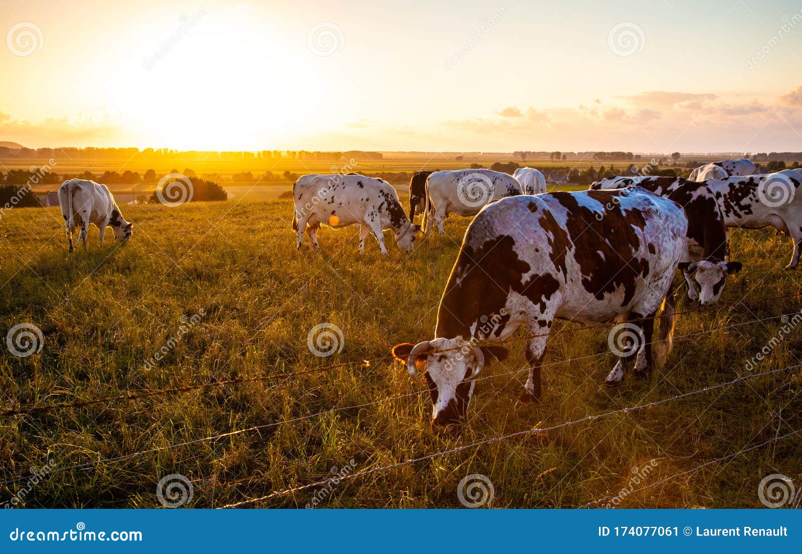 Cows on evening pasture stock image. Image of countryside - 174077061