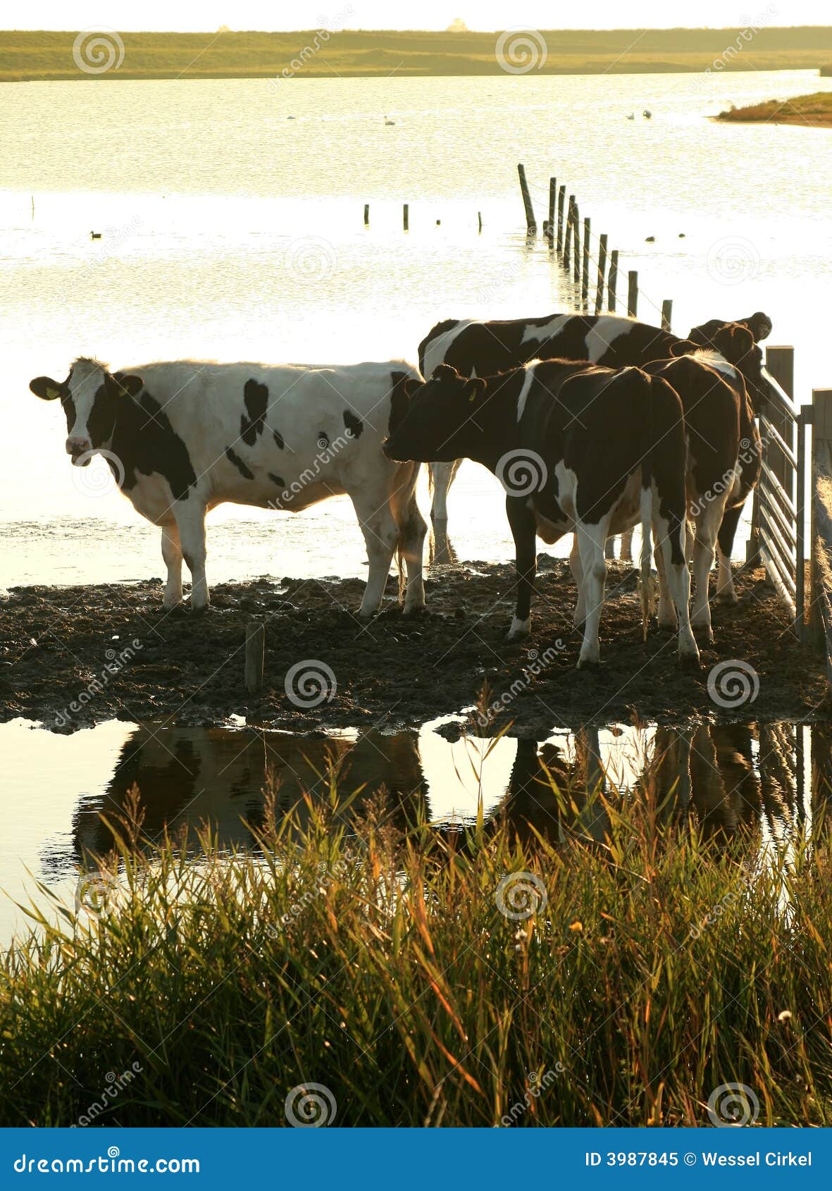 Cows in the evening sun stock image. Image of fauna, grass - 3987845
